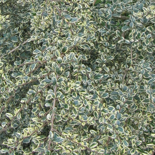 Azara : venta Azara / Azara microphylla