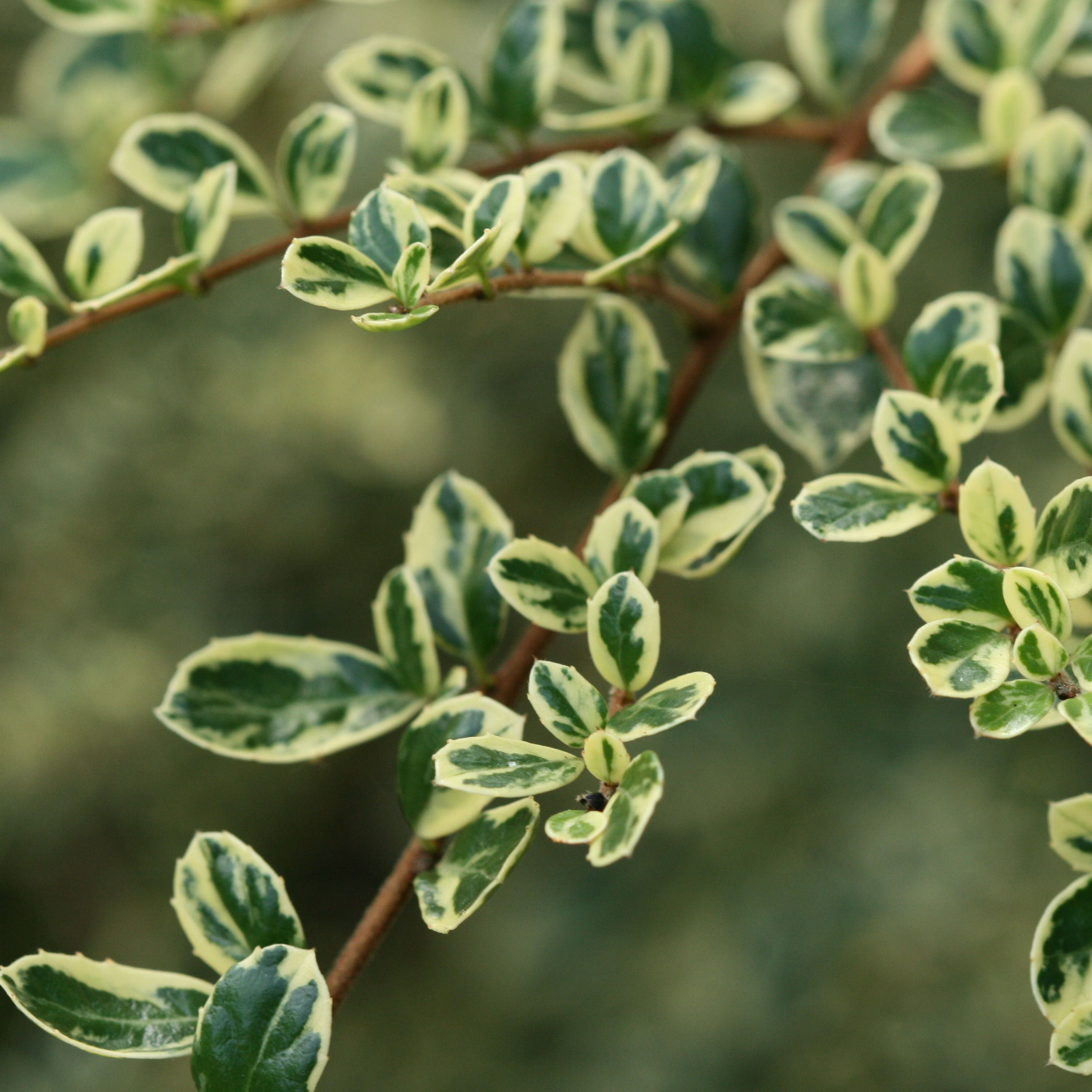 Azara : venta Azara / Azara microphylla