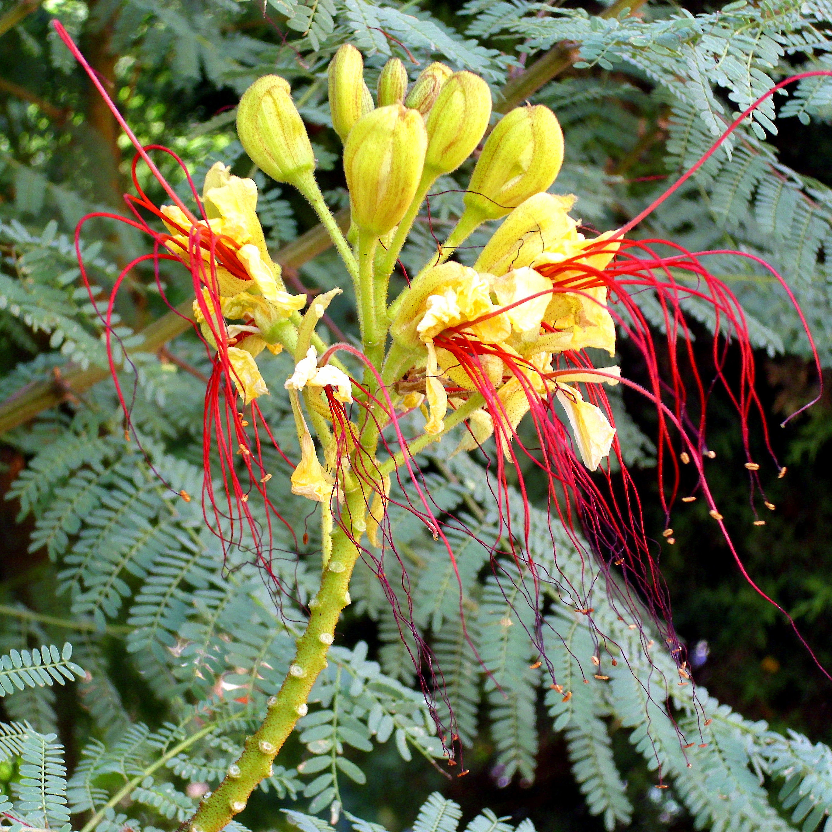 Poinciana : venta Poinciana / Caesalpinia Gilliesii