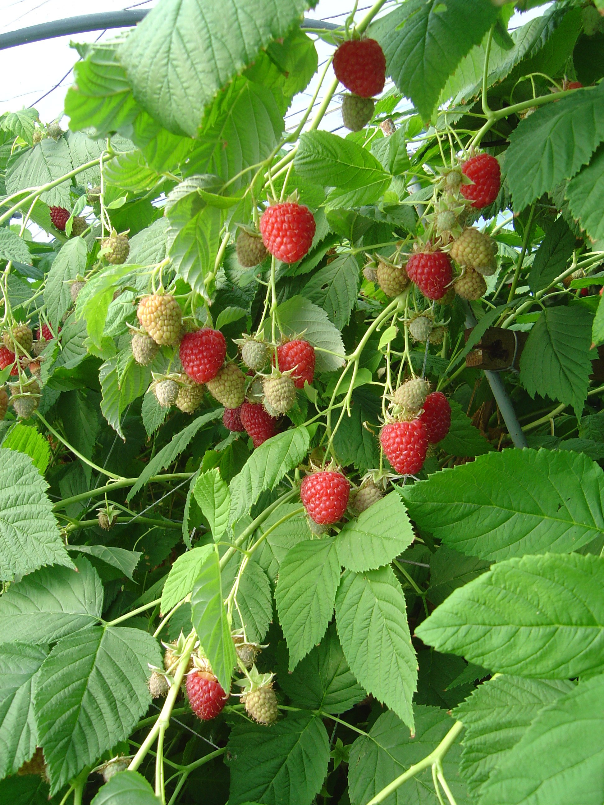 Frambueso 'Tulameen' : venta Frambueso 'Tulameen' / Rubus idaeus 'Tulameen'