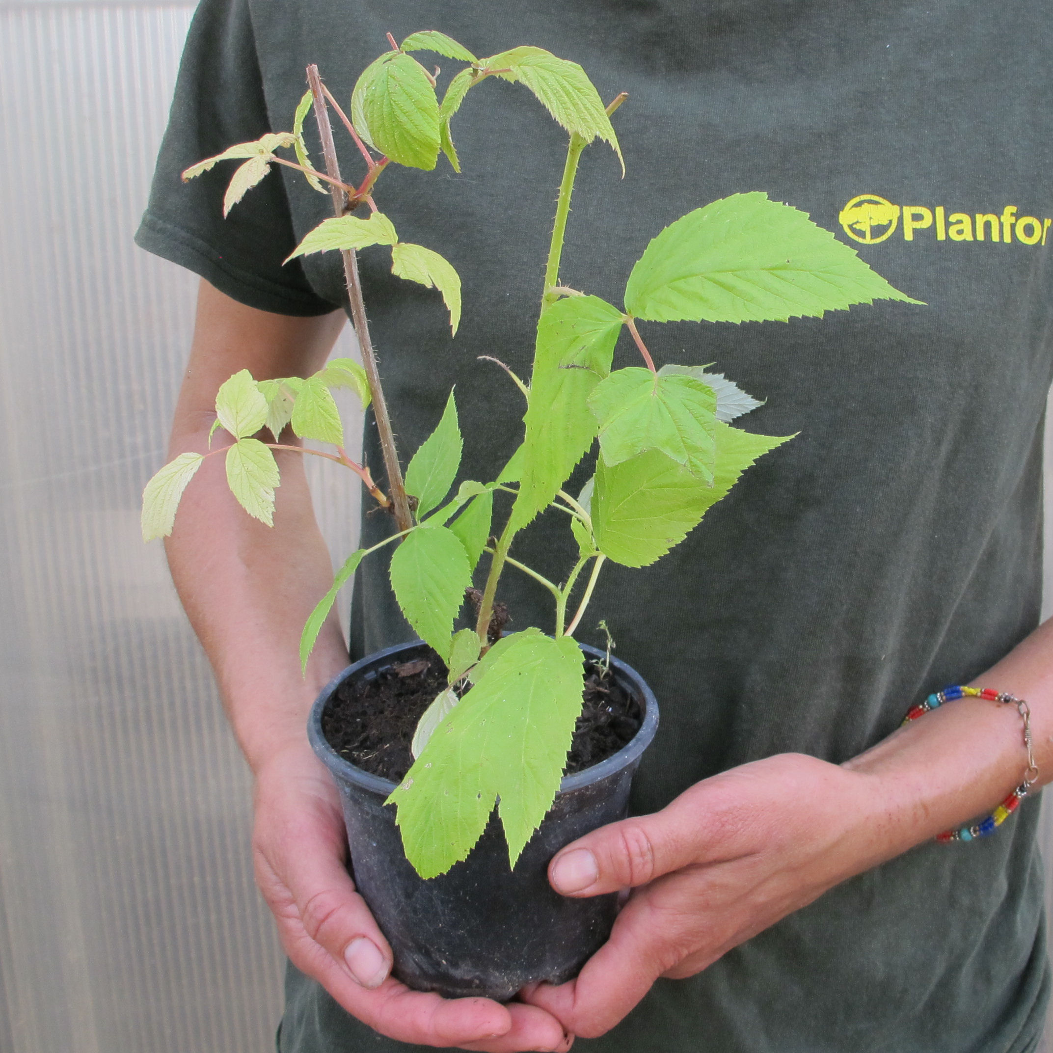 Frambueso 'Heritage' : venta Frambueso 'Heritage' / Rubus idaeus Heritage