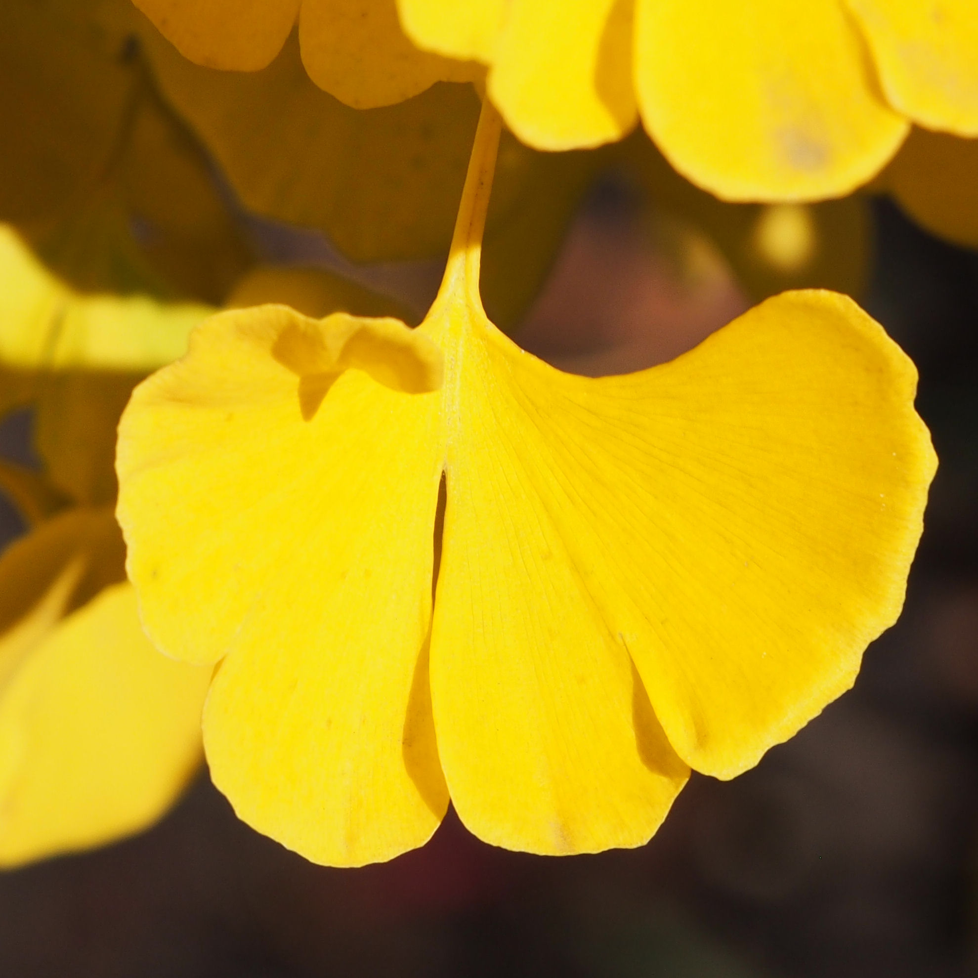Gingo fastigiata 'Blagon' : venta Gingo fastigiata 'Blagon' / Ginkgo ...