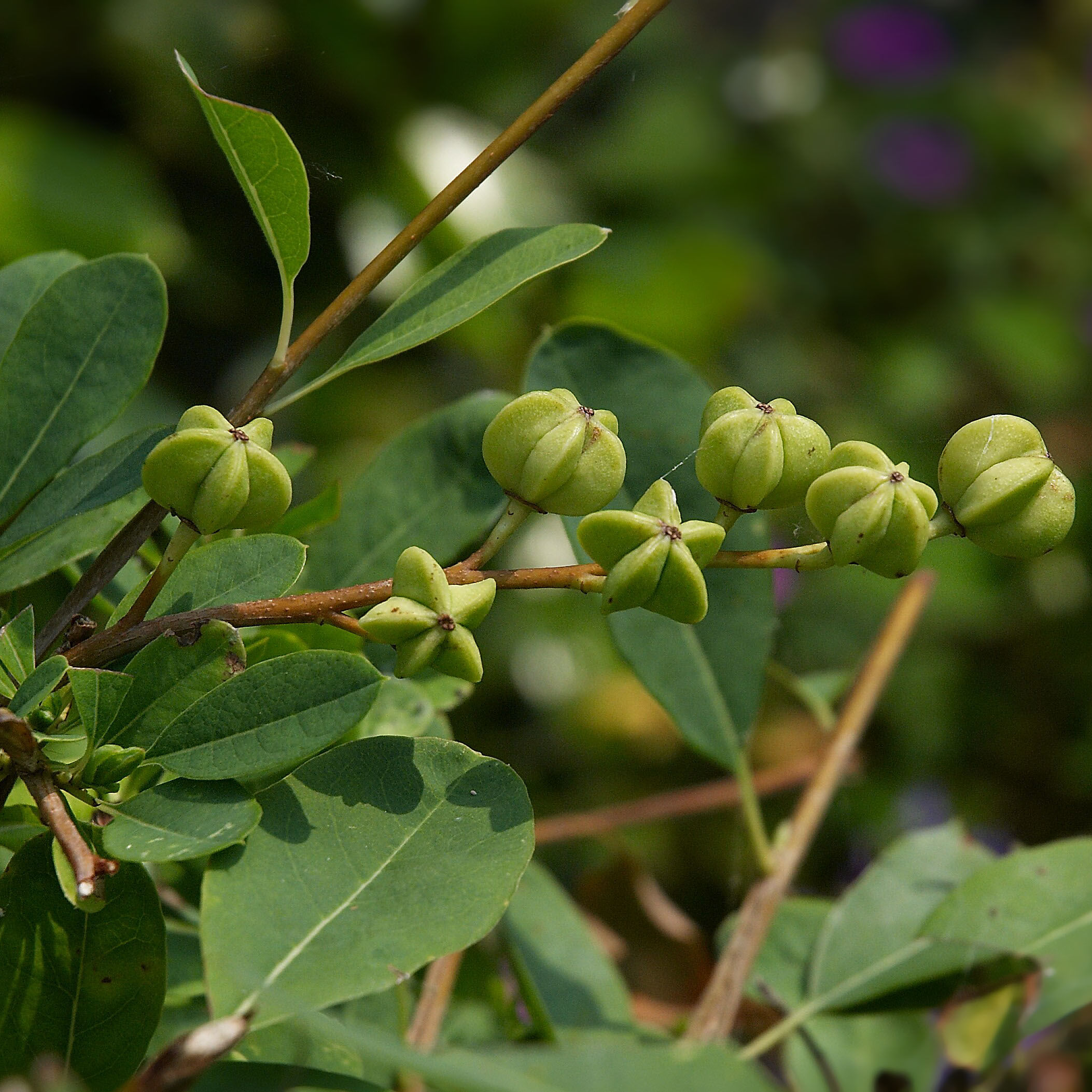 Exochorda macrantha 'The Bride' : venta Exochorda macrantha 'The Bride ...