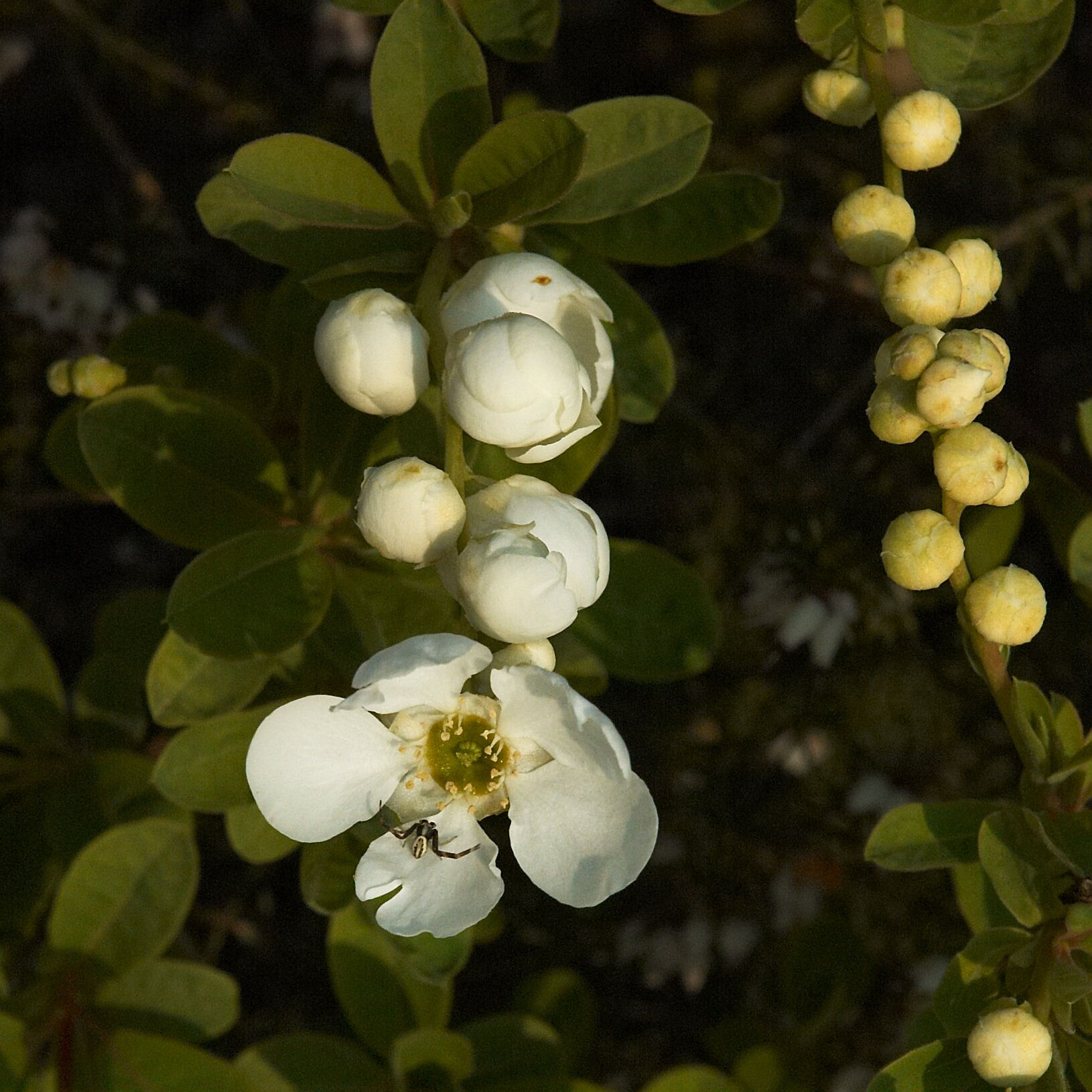 Exochorda macrantha 'The Bride' : venta Exochorda macrantha 'The Bride ...