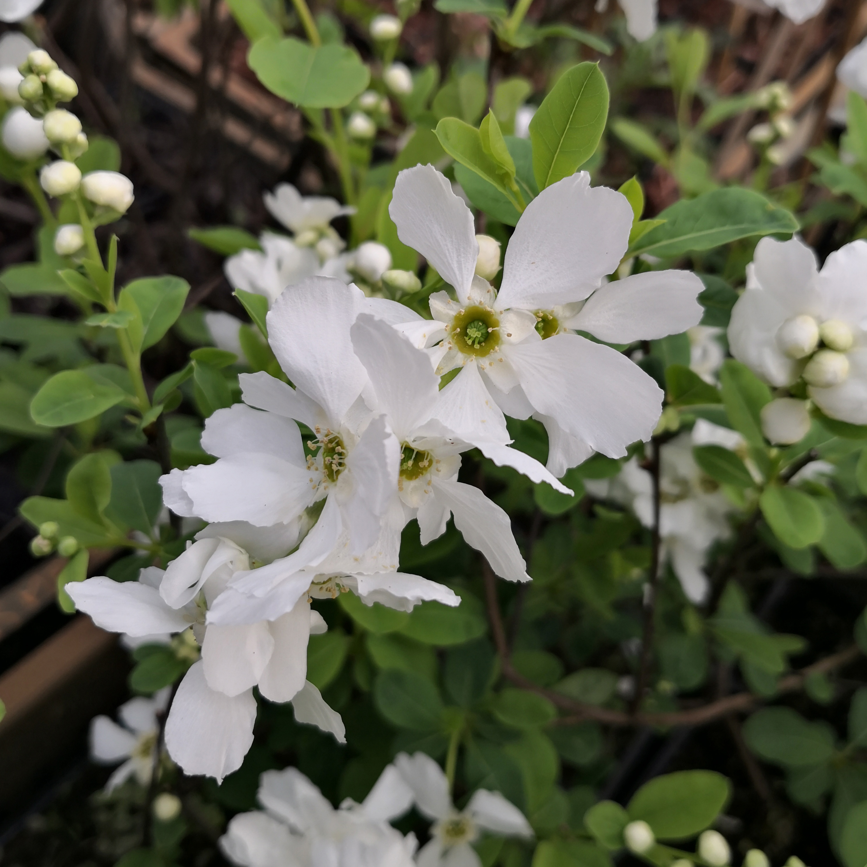 Exochorda macrantha 'The Bride' : venta Exochorda macrantha 'The Bride ...