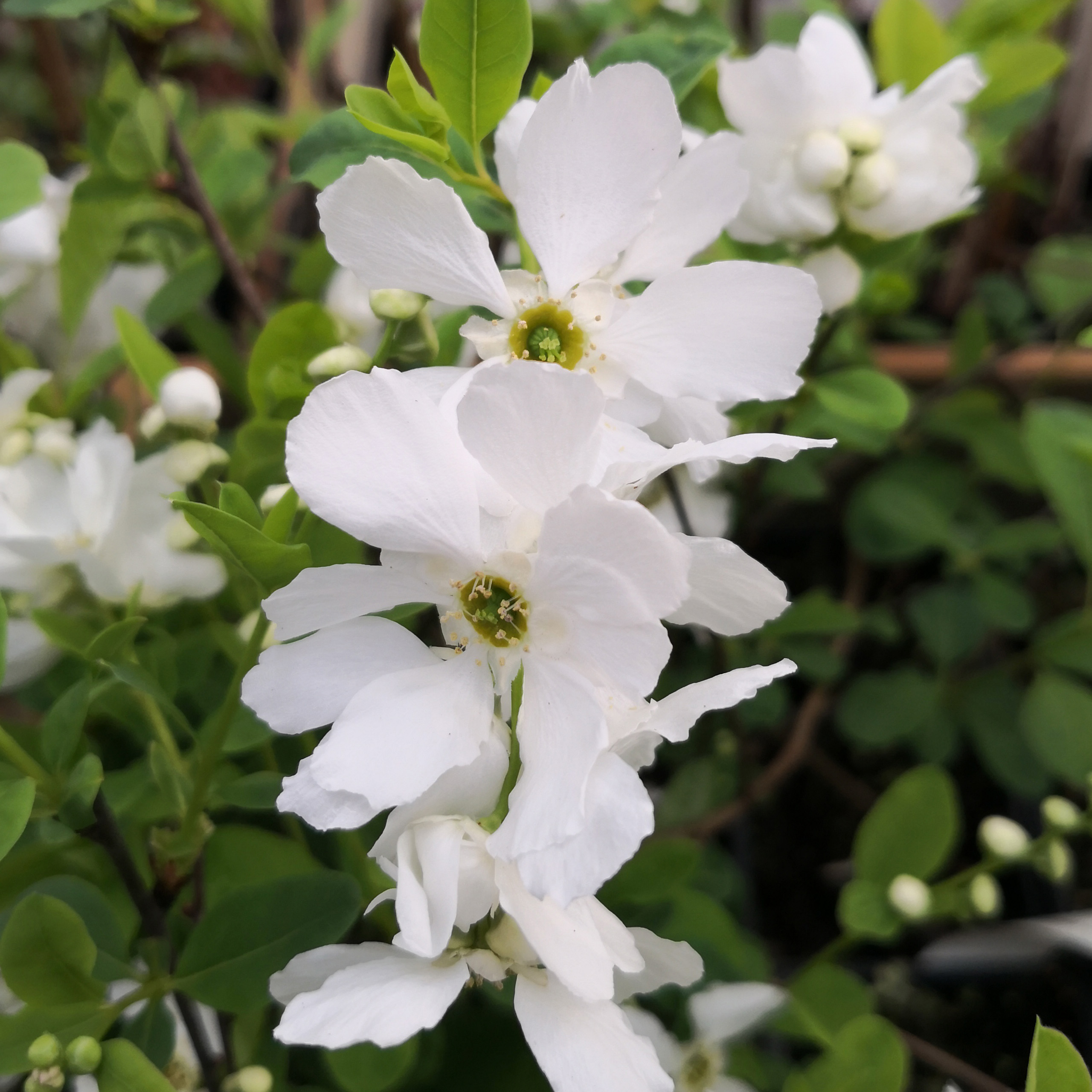 Exochorda macrantha 'The Bride' : venta Exochorda macrantha 'The Bride ...