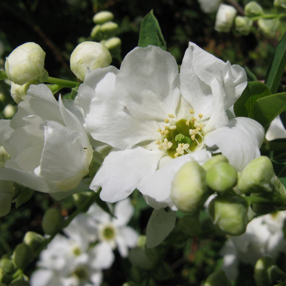 Exochorda : venta Exochorda / Exochorda racemosa
