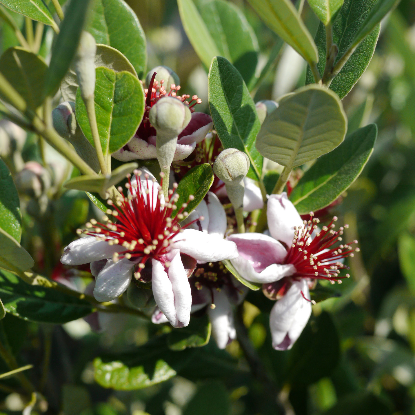 Feijoa : venta Feijoa / Feijoa sellowiana