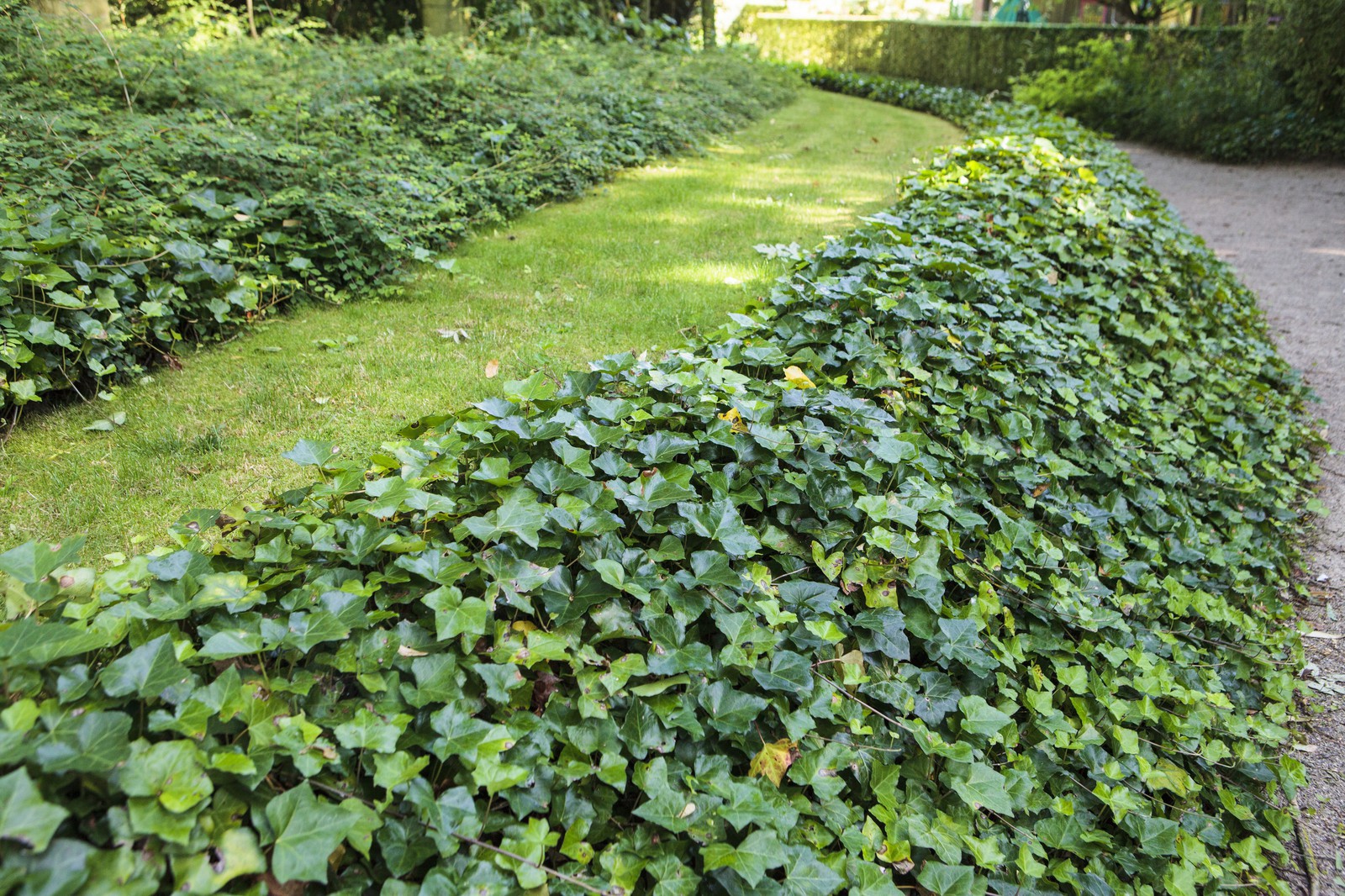Hiedra de Colchide 'Dentata Variegata' : venta Hiedra de Colchide ...