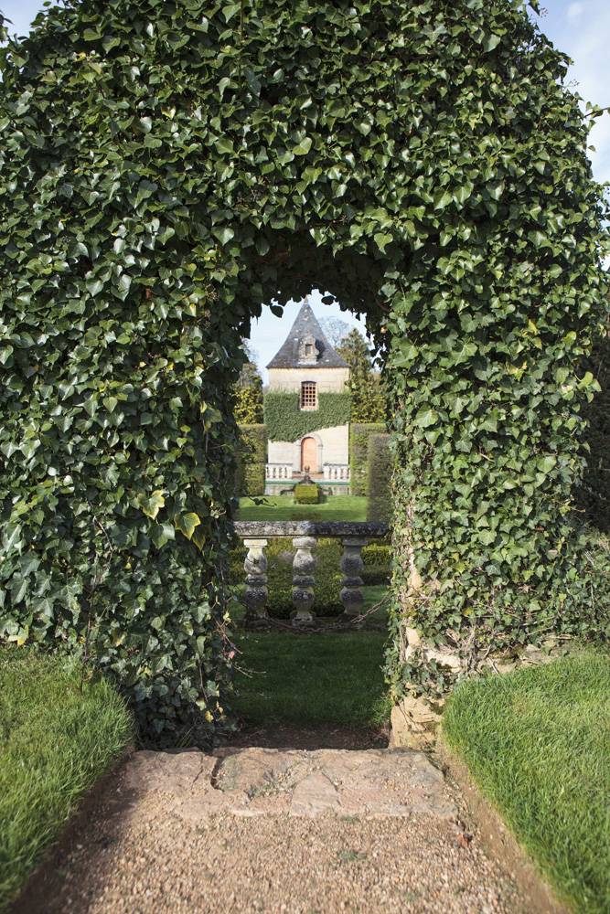 Hiedra : venta Hiedra / Hedera helix