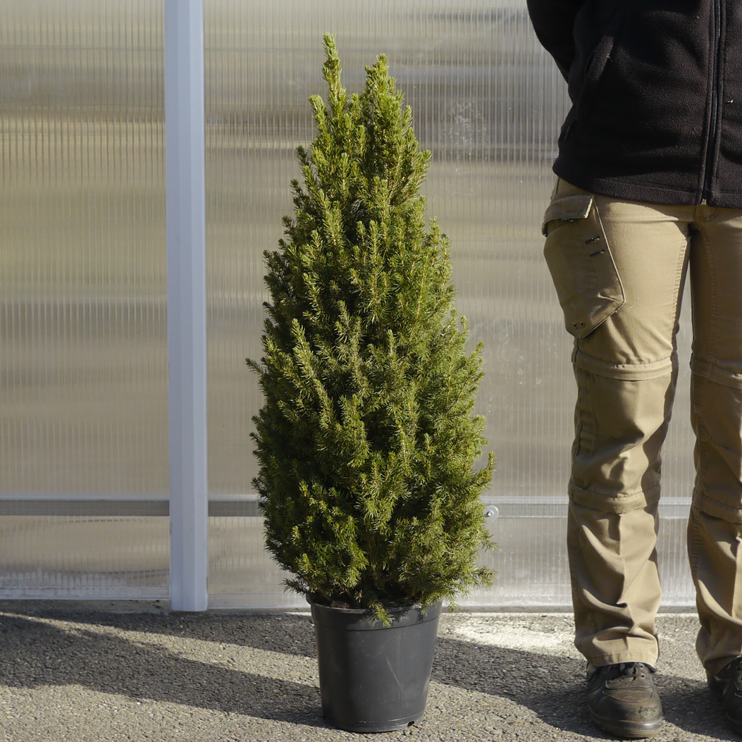 Pícea Glauca Cónica : venta Pícea Glauca Cónica / Picea glauca Conica