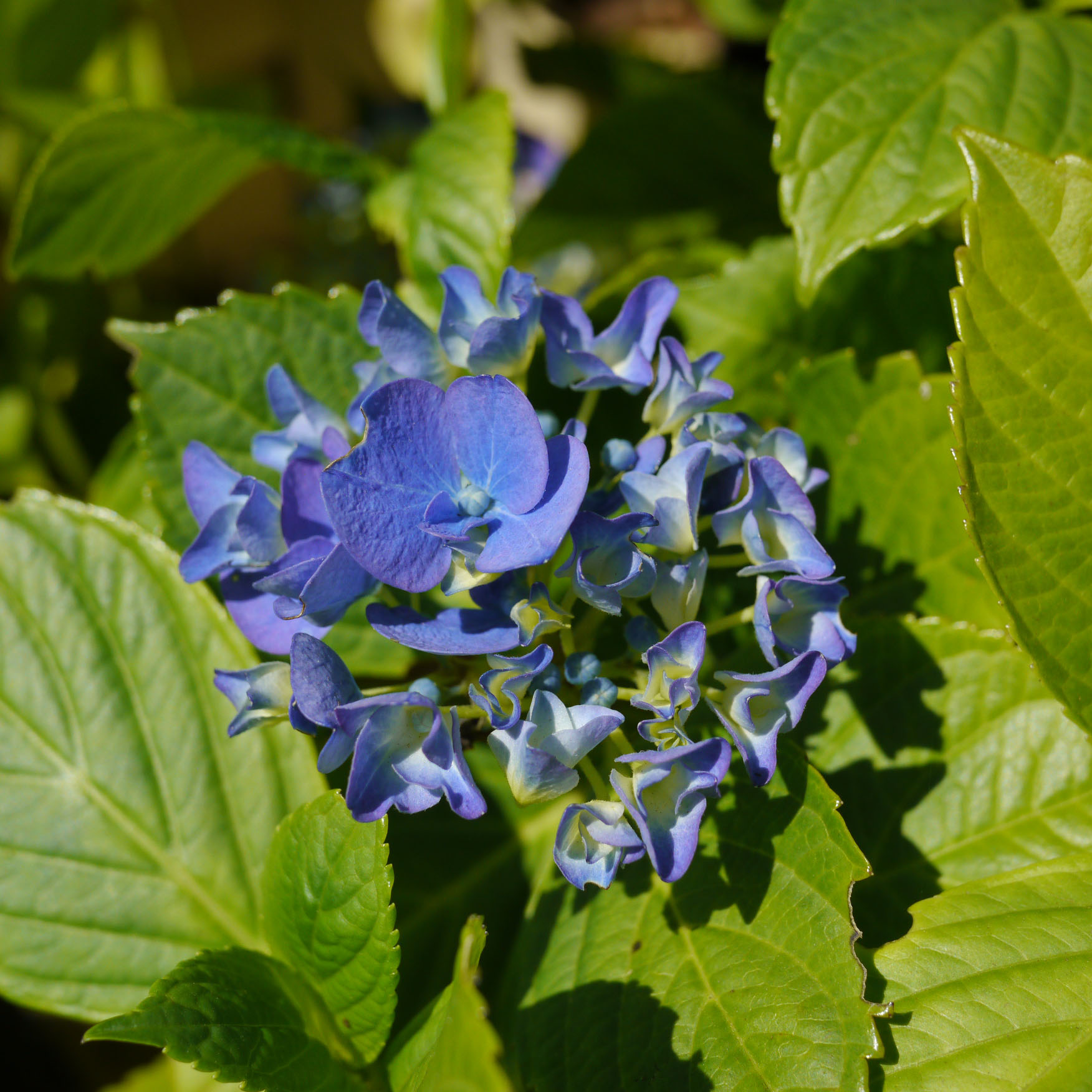 Hortensia 'Adria' : venta Hortensia 'Adria' / Hydrangea macro Adria