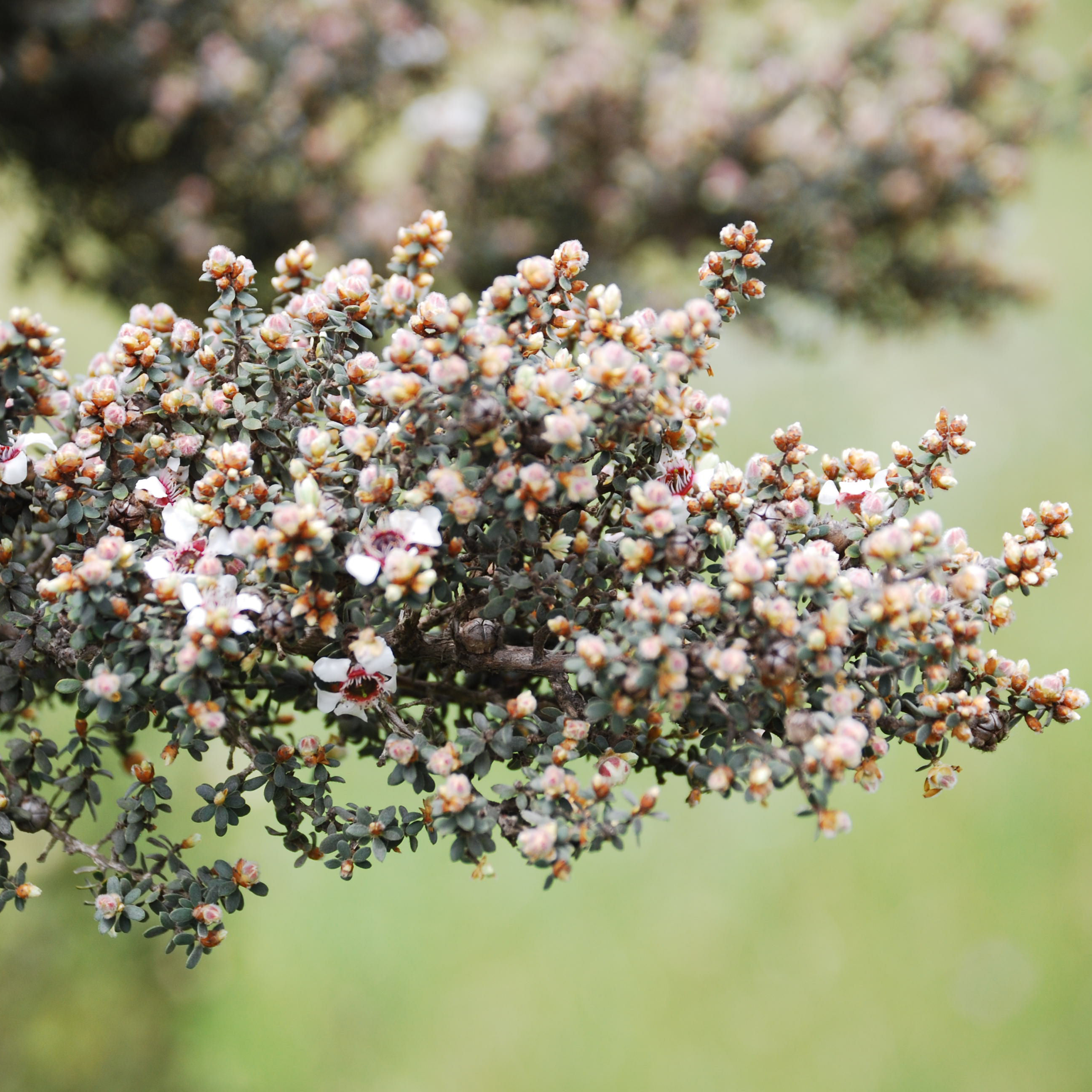 Leptospermum lanigerum 'Silver Sheen' : venta Leptospermum lanigerum ...
