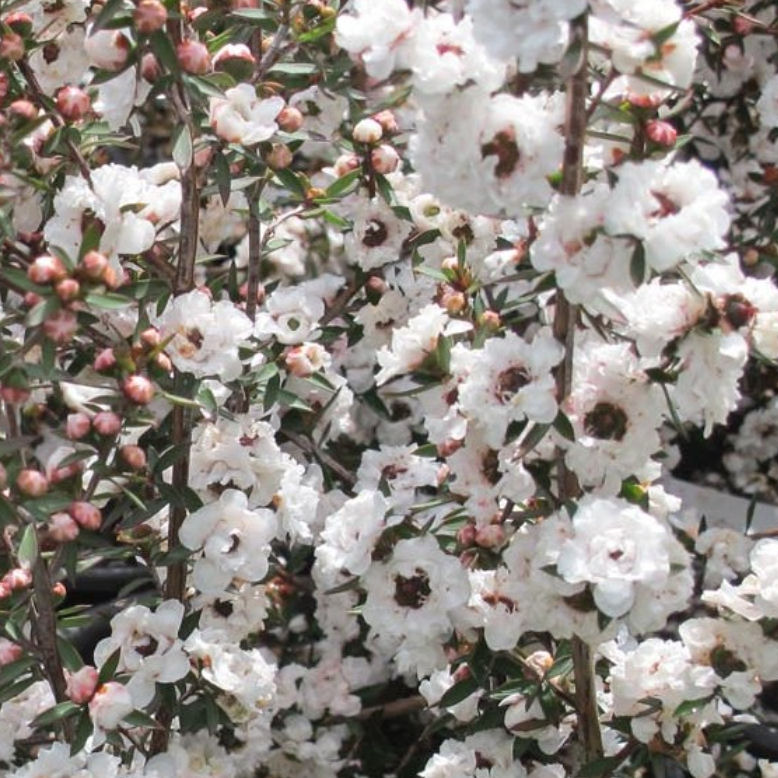 Leptospermum Blanco, Manuka Blanco : venta Leptospermum Blanco, Manuka ...