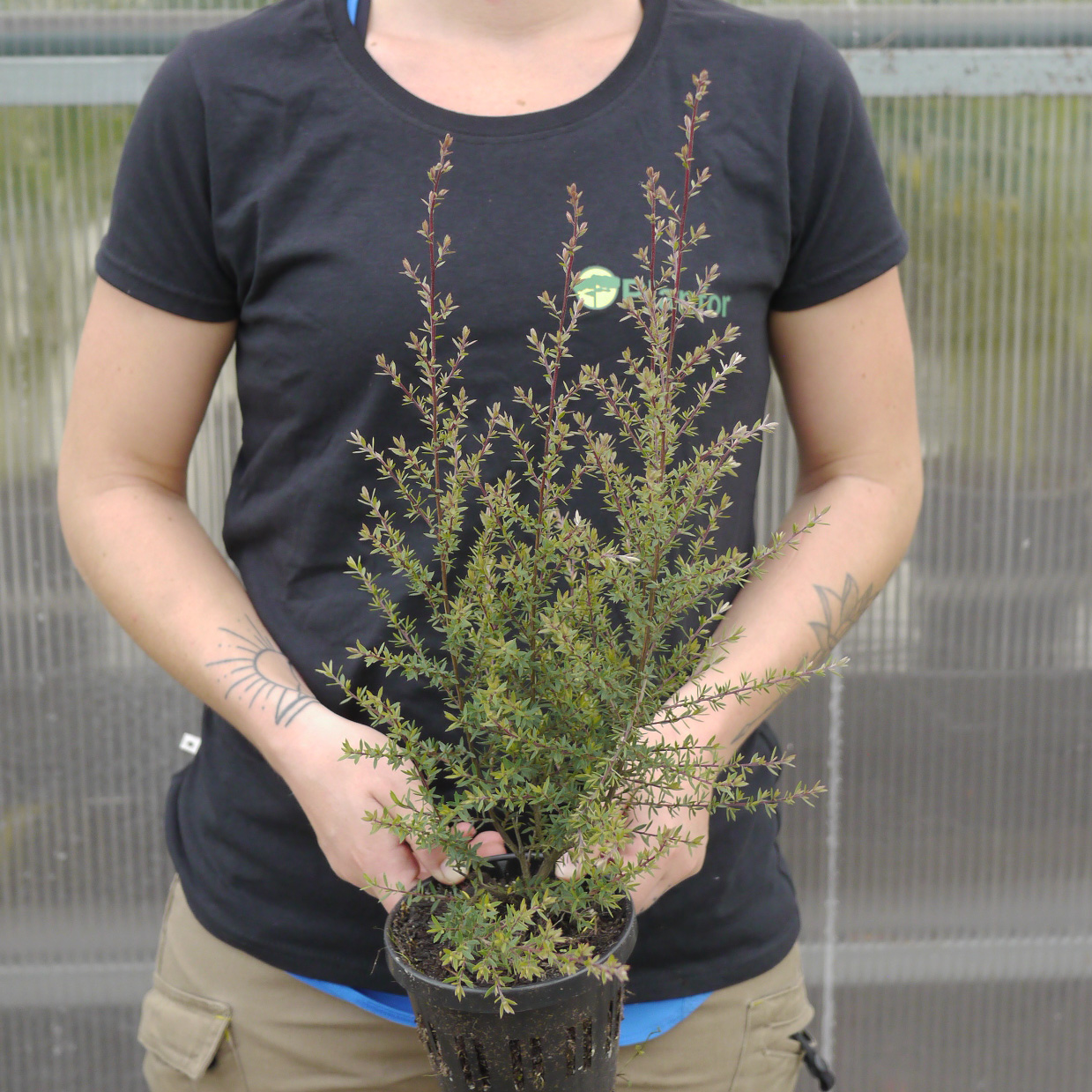 Leptospermum Blanco, Manuka Blanco : venta Leptospermum Blanco, Manuka ...