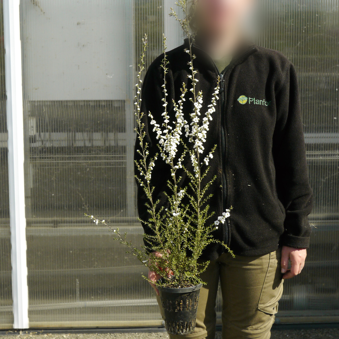 Leptospermum Blanco, Manuka Blanco : venta Leptospermum Blanco, Manuka ...
