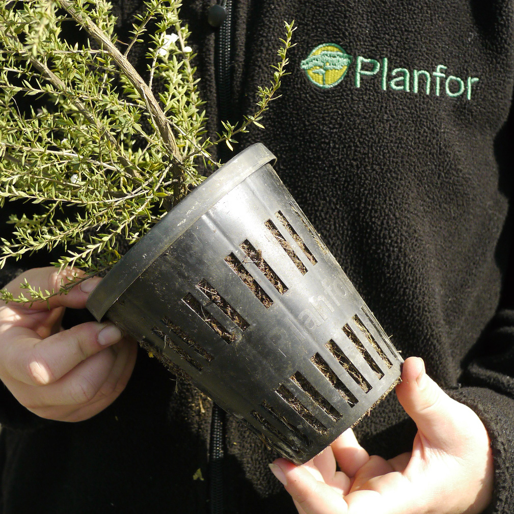 Leptospermum Blanco, Manuka Blanco : venta Leptospermum Blanco, Manuka ...
