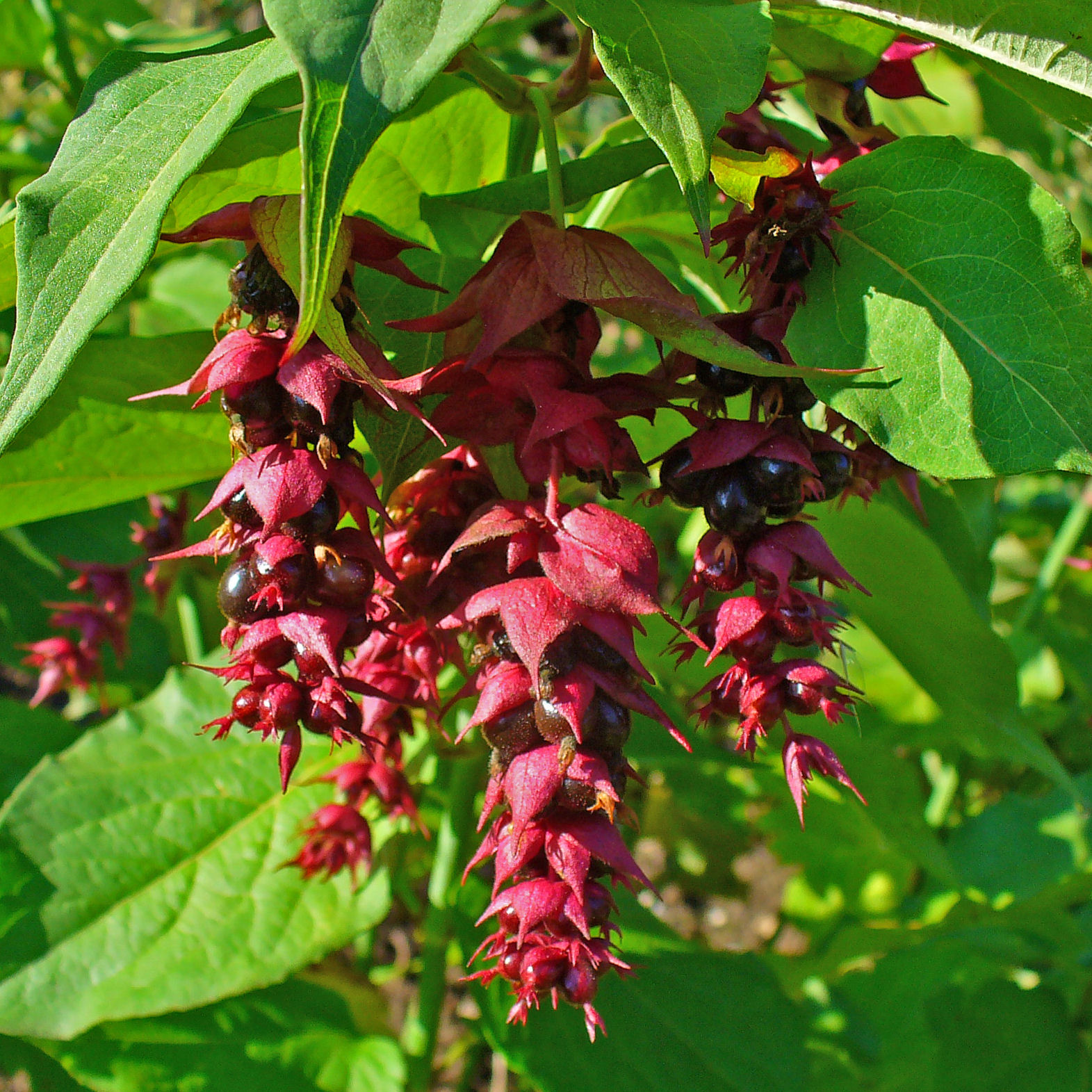 Leycesteria formosa 'Purple Rain' : venta Leycesteria formosa 'Purple ...