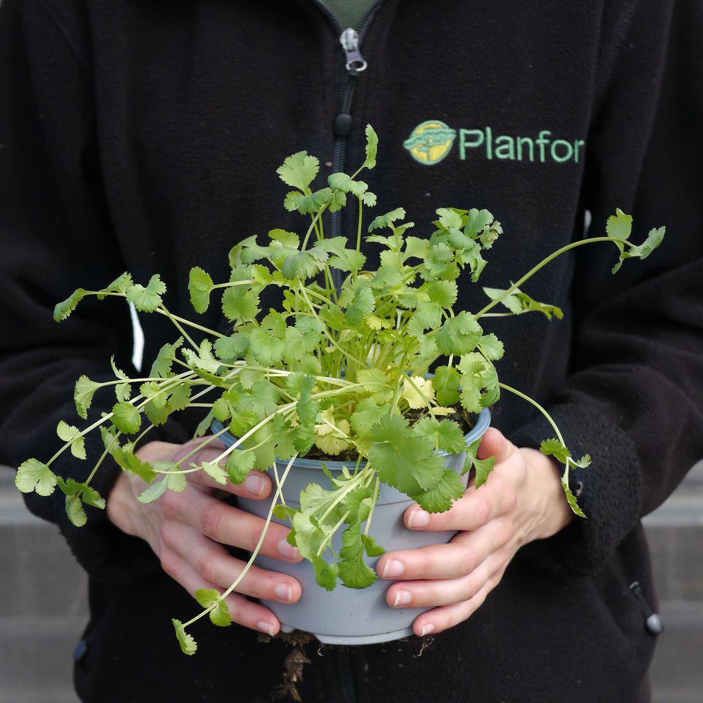 Cilantro : venta Cilantro / Coriandrum sativum