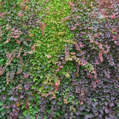 Parra virgen 'Veitchii' : venta Parra virgen 'Veitchii ...