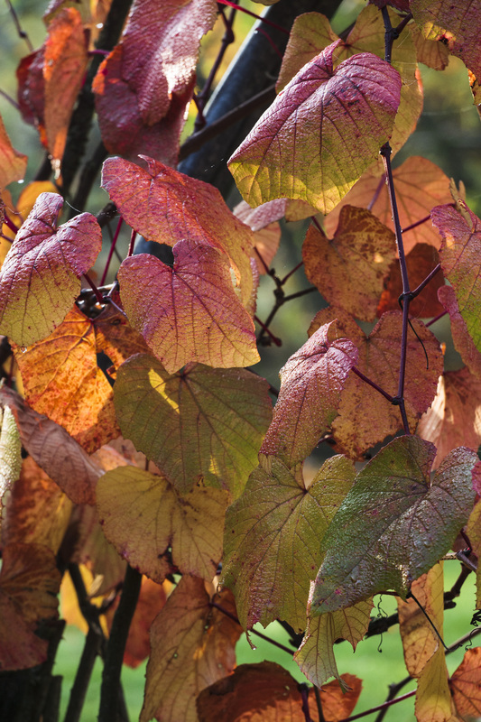 Parra virgen 'Veitchii' : venta Parra virgen 'Veitchii ...