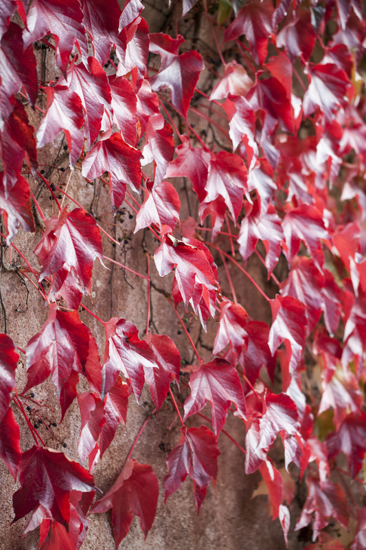Parra virgen 'Veitchii' : venta Parra virgen 'Veitchii ...