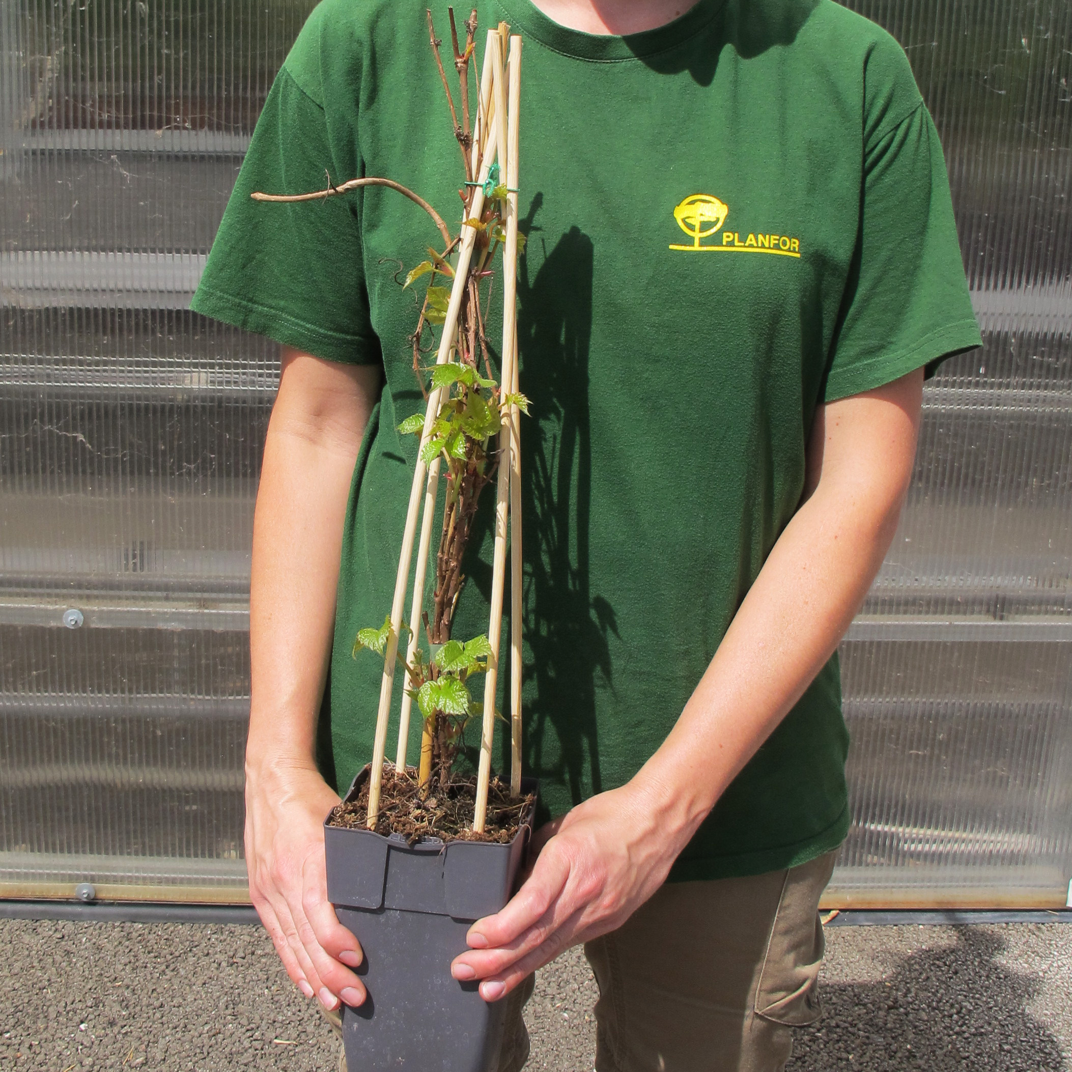 Parra virgen 'Veitchii' : venta Parra virgen 'Veitchii ...