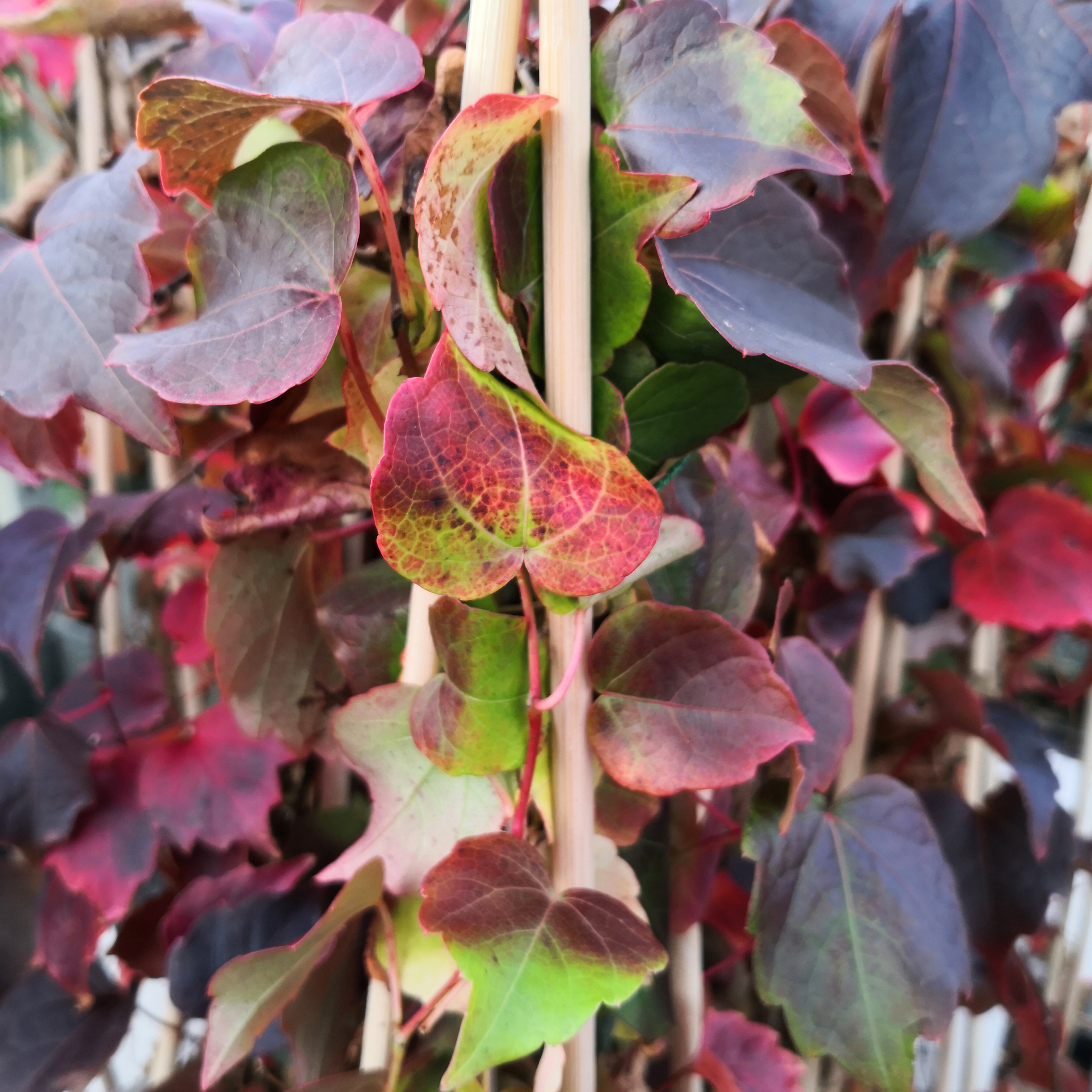 Parra virgen 'Veitchii' : venta Parra virgen 'Veitchii ...