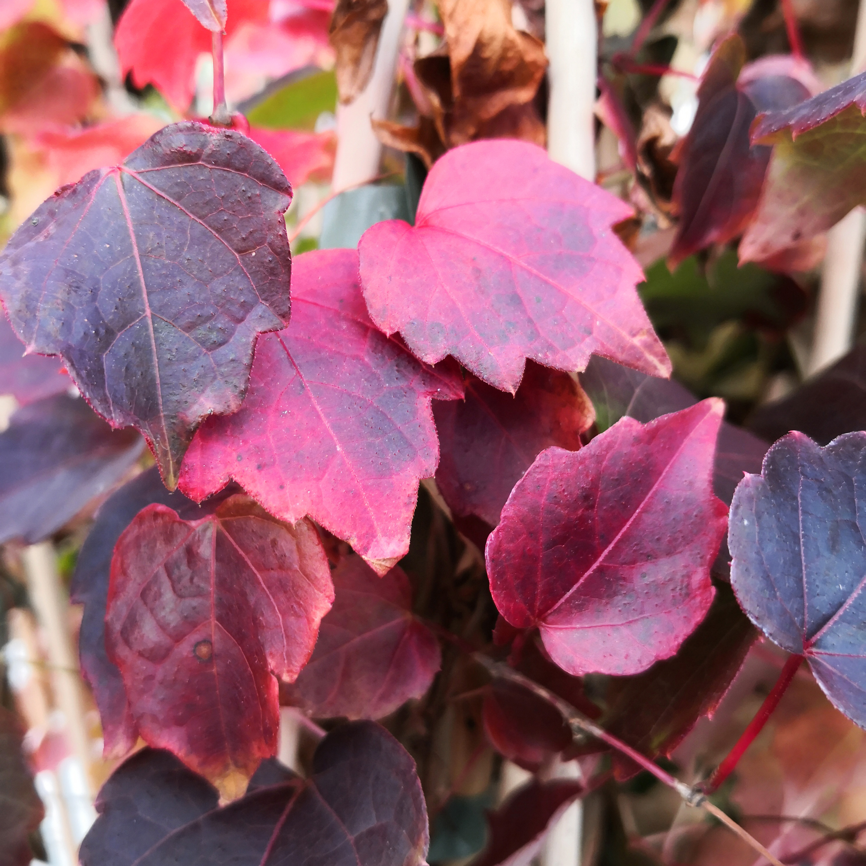 Parra virgen 'Veitchii' : venta Parra virgen 'Veitchii ...