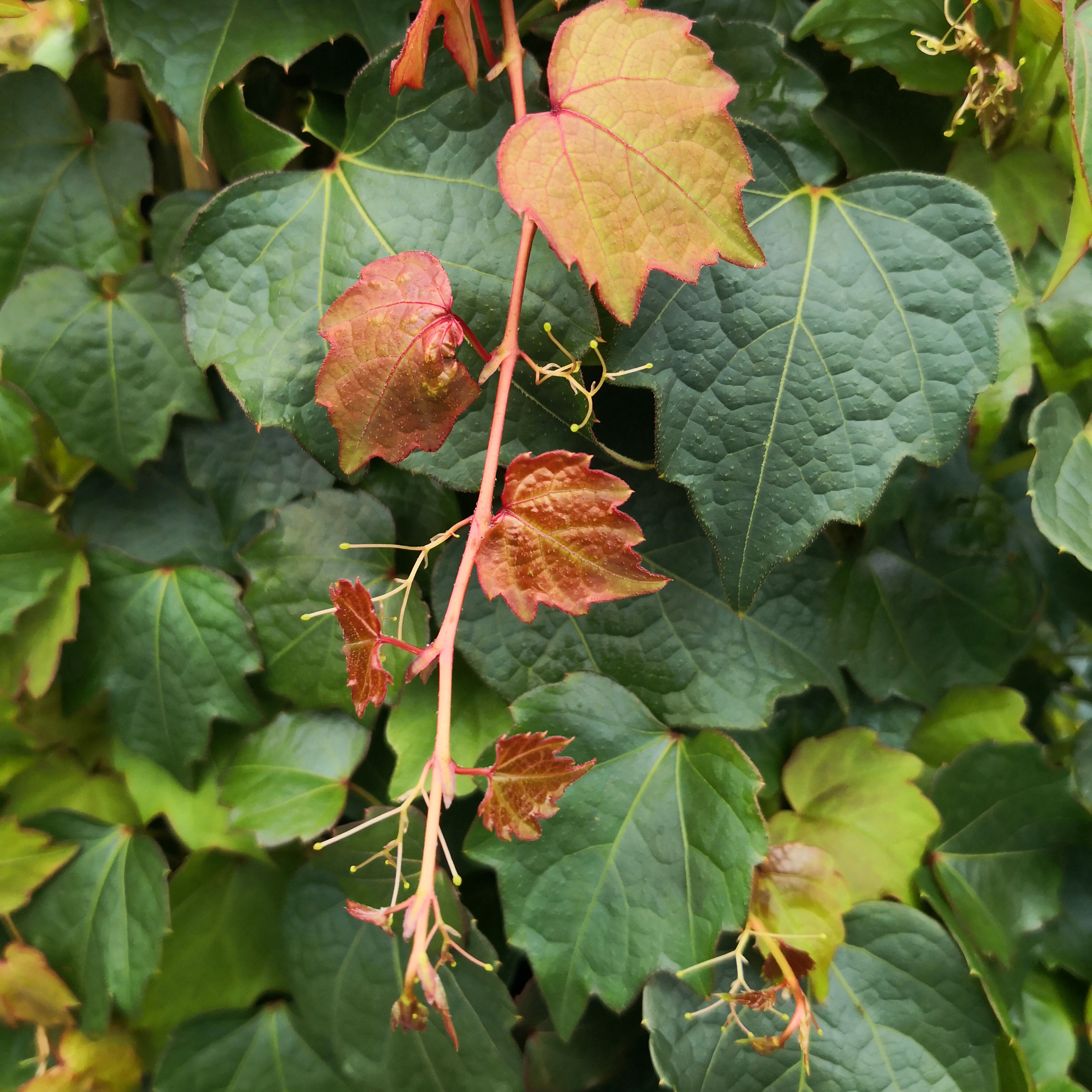 Parra virgen 'Veitchii' : venta Parra virgen 'Veitchii ...