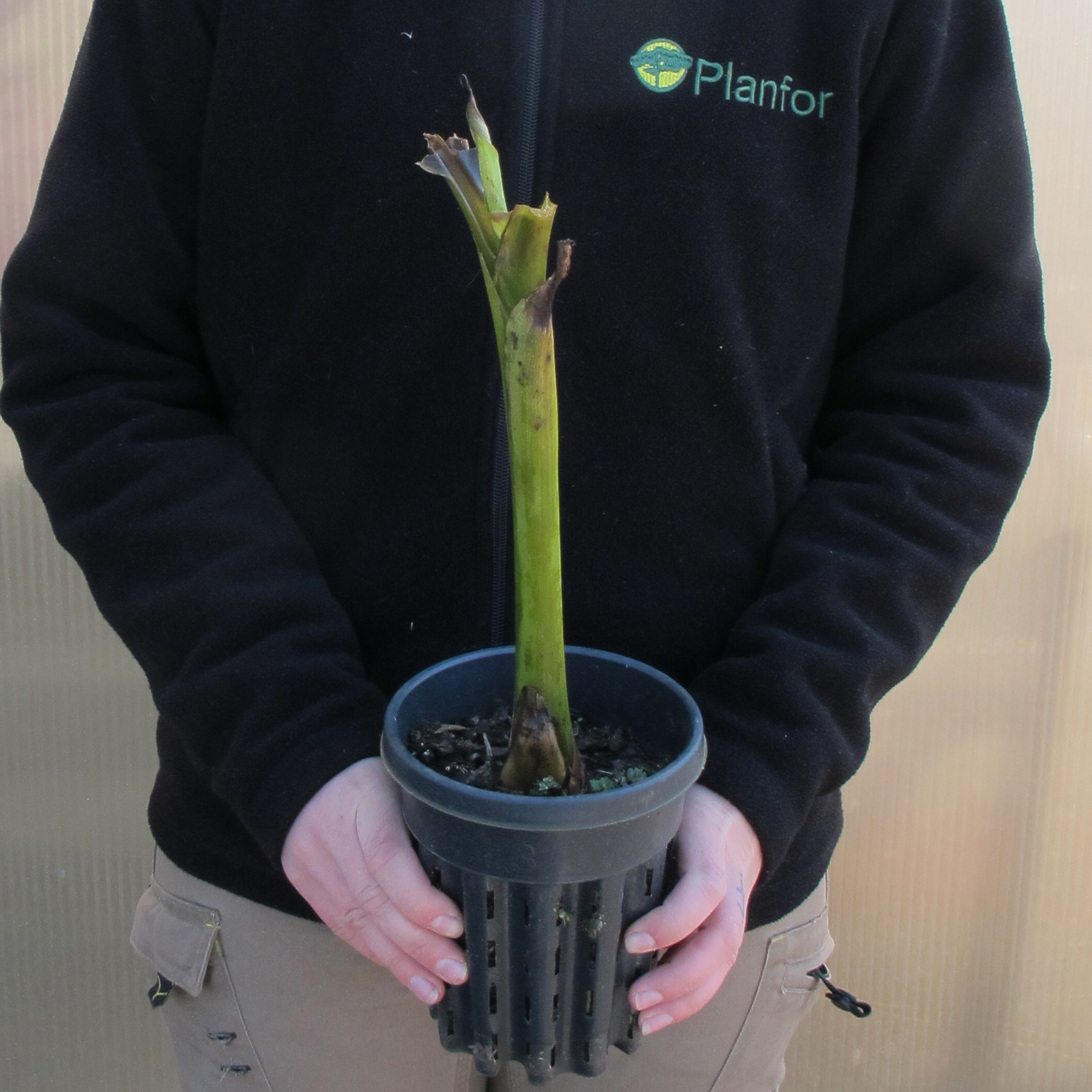 Platanero japonés : venta Platanero japonés / Musa basjoo