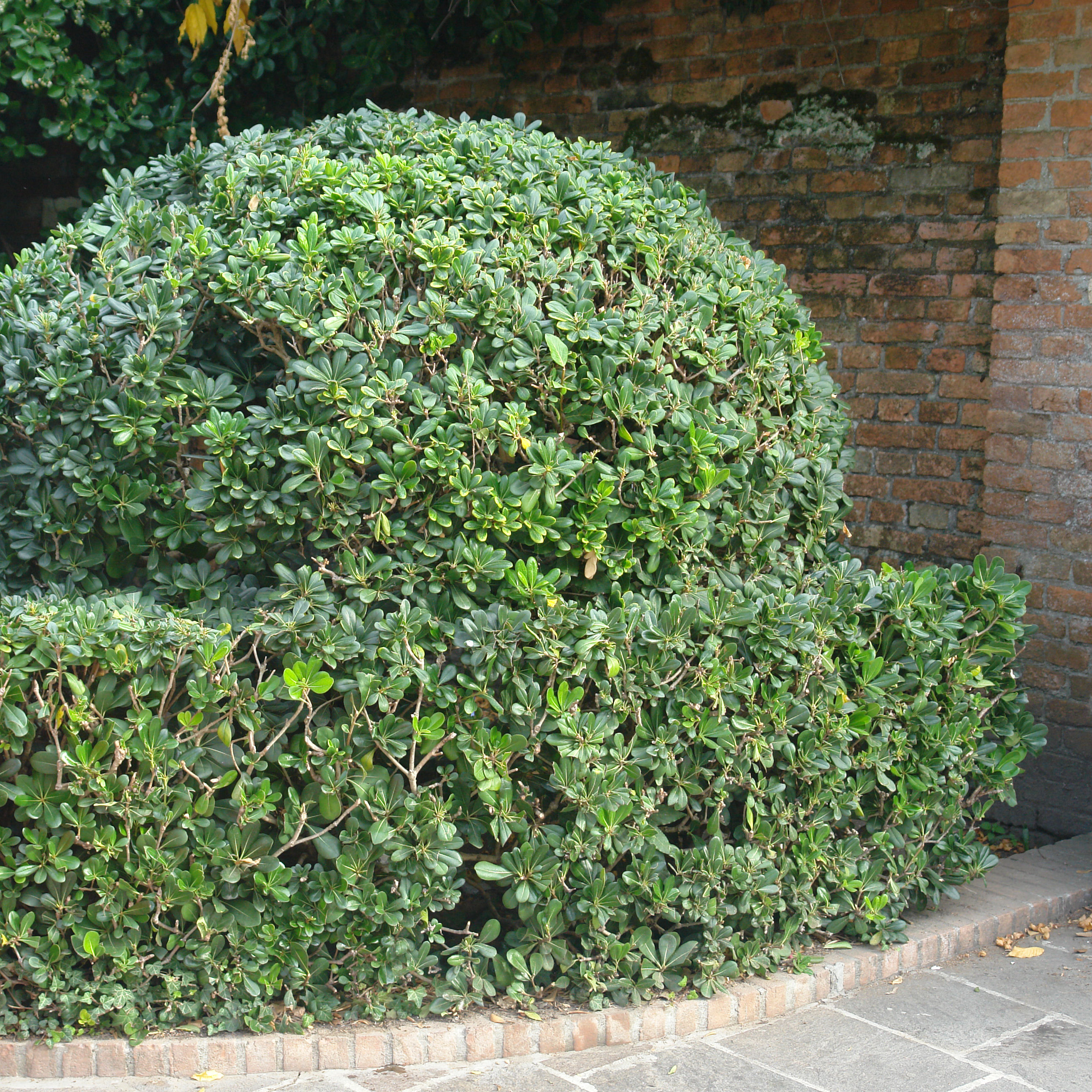 Pitosporo del Japón : venta Pitosporo del Japón / Pittosporum tobira