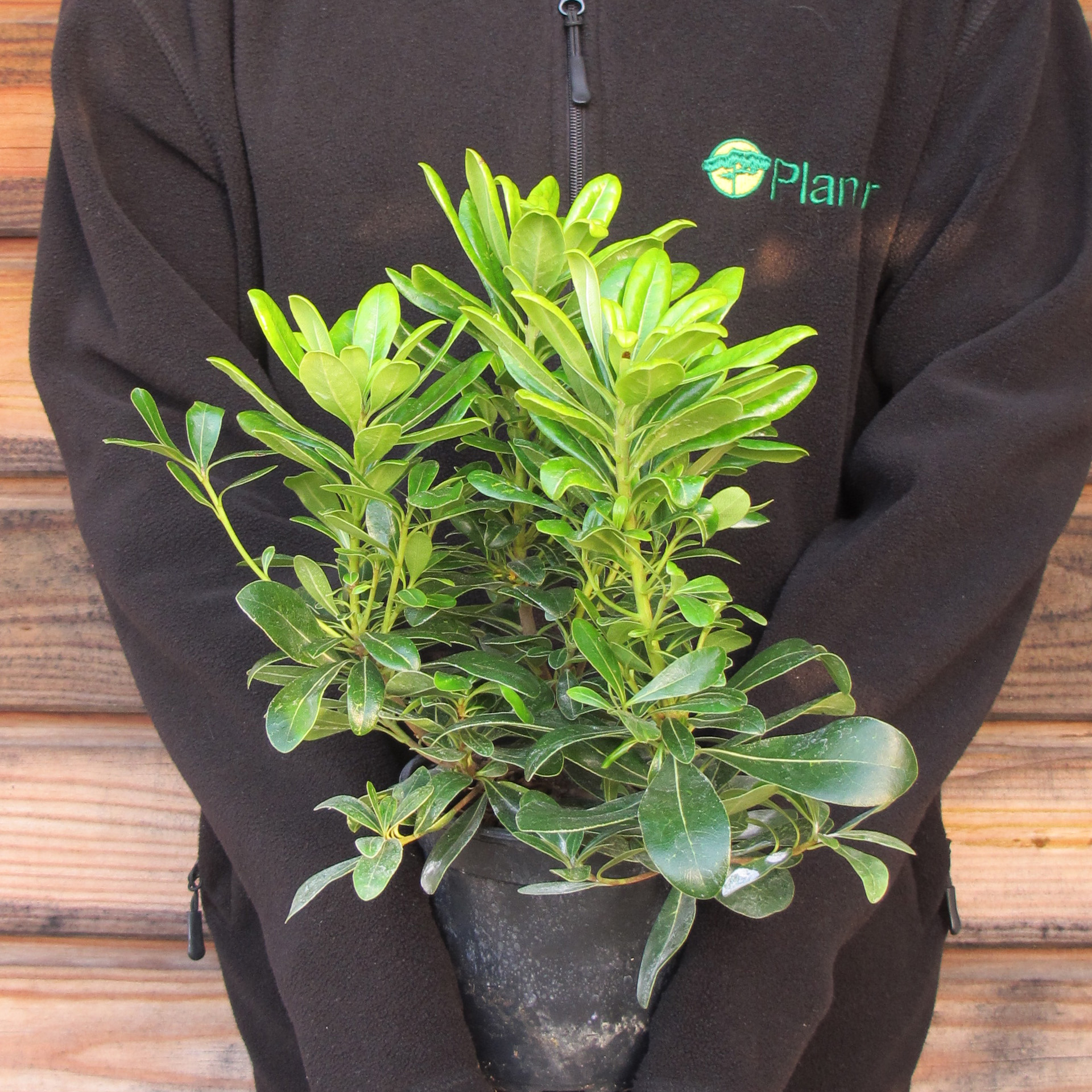 Pitosporo del Japón enano : venta Pitosporo del Japón enano ...