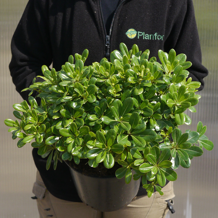 Pitosporo del Japón enano : venta Pitosporo del Japón enano ...