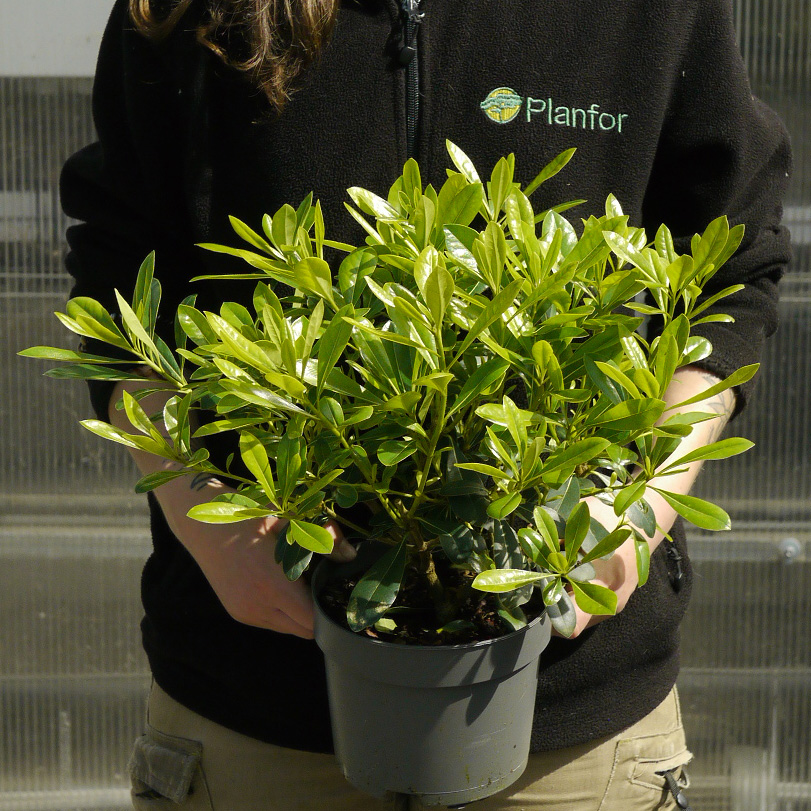 Pitosporo del Japón enano : venta Pitosporo del Japón enano ...