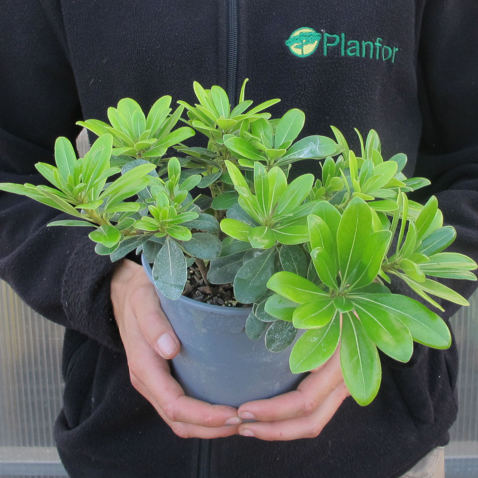 Pitosporo del Japón enano : venta Pitosporo del Japón enano ...