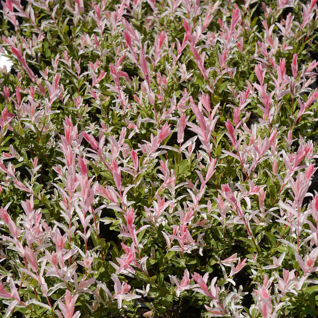 Sauce 'Hakuro Nishiki' : venta Sauce 'Hakuro Nishiki' / Salix integra ...