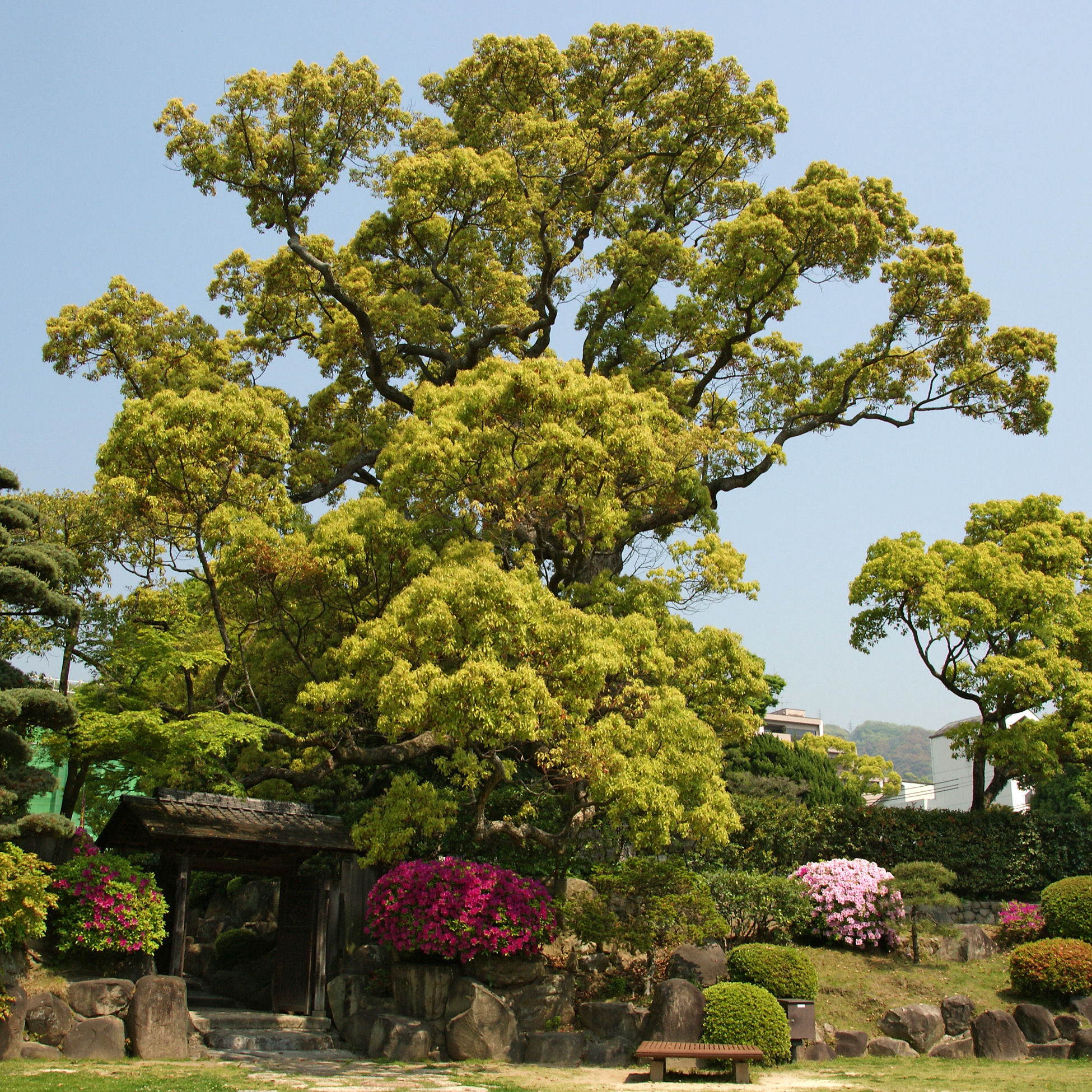 Árbol del alcanfor : venta Árbol del alcanfor / Cinnamomum camphora