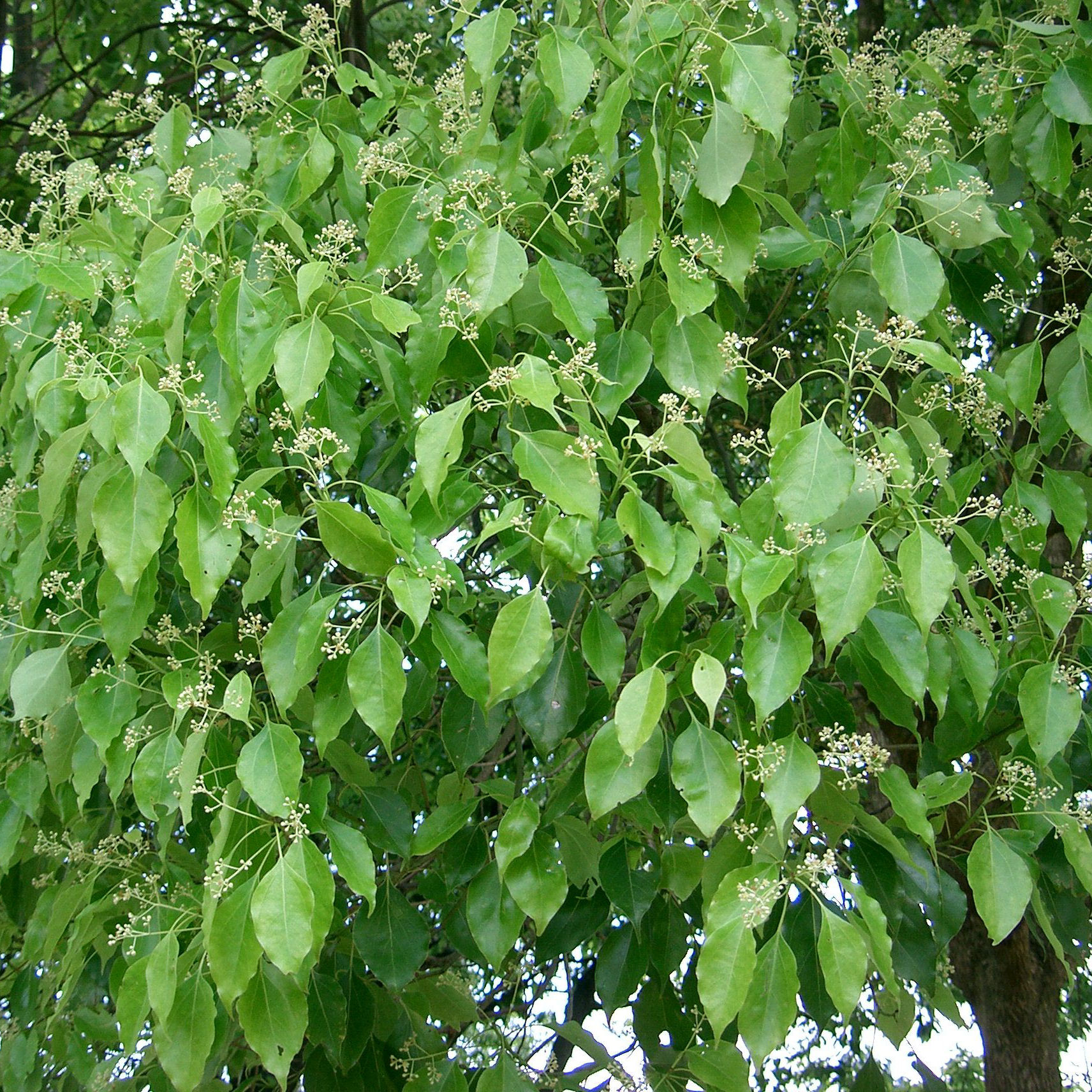 Árbol del alcanfor : venta Árbol del alcanfor / Cinnamomum camphora