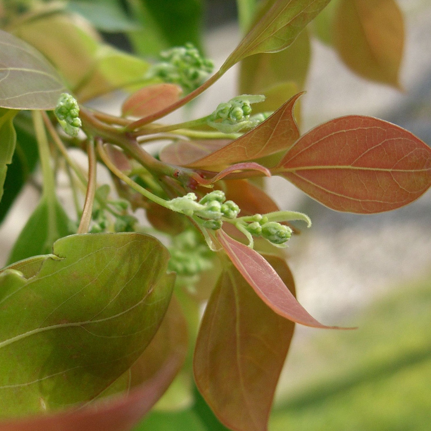 Árbol del alcanfor : venta Árbol del alcanfor / Cinnamomum camphora