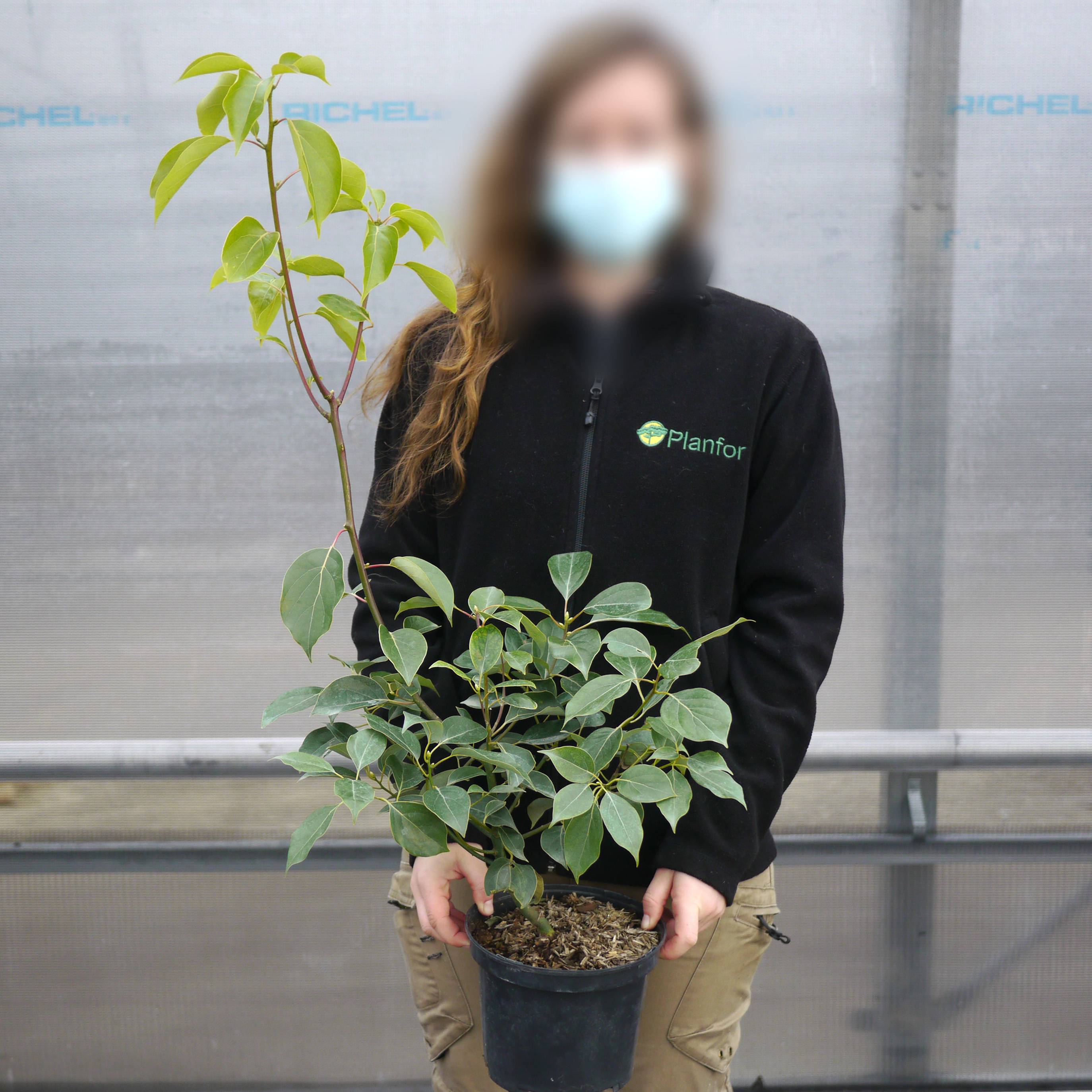 Árbol del alcanfor : venta Árbol del alcanfor / Cinnamomum camphora