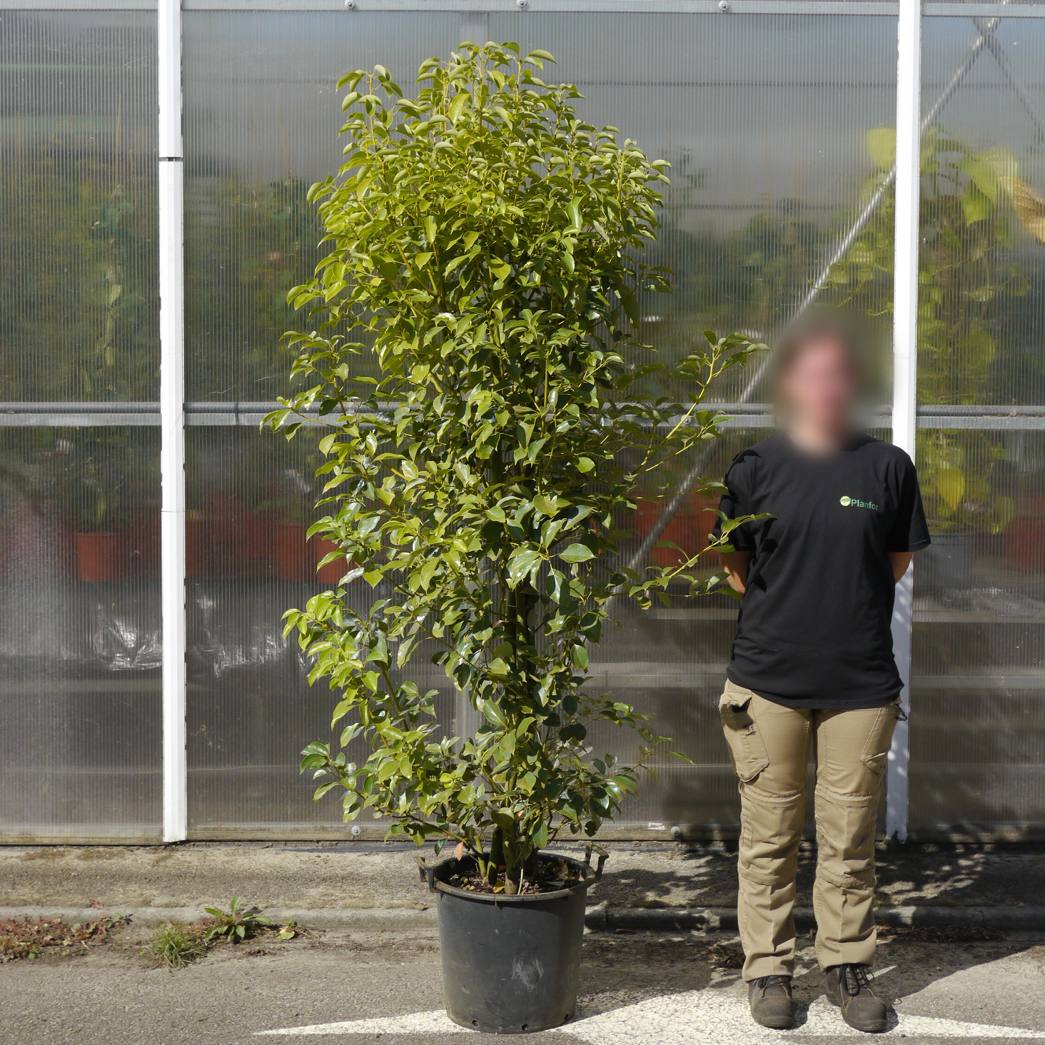 Árbol del alcanfor : venta Árbol del alcanfor / Cinnamomum camphora