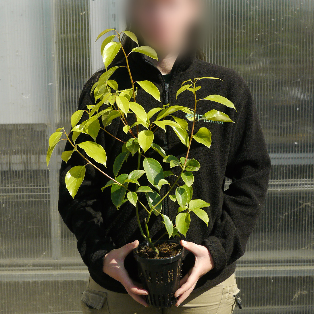 Árbol del alcanfor : venta Árbol del alcanfor / Cinnamomum camphora