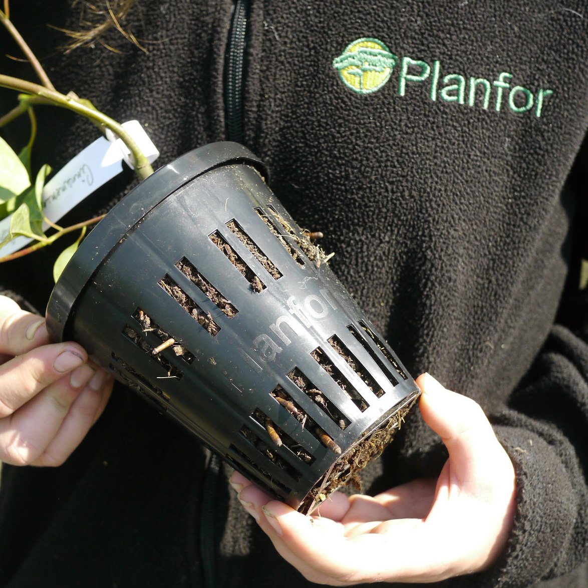 Árbol del alcanfor : venta Árbol del alcanfor / Cinnamomum camphora