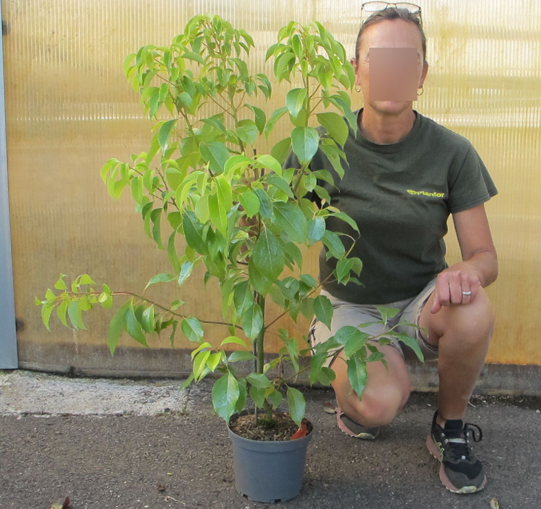 Árbol del alcanfor : venta Árbol del alcanfor / Cinnamomum camphora