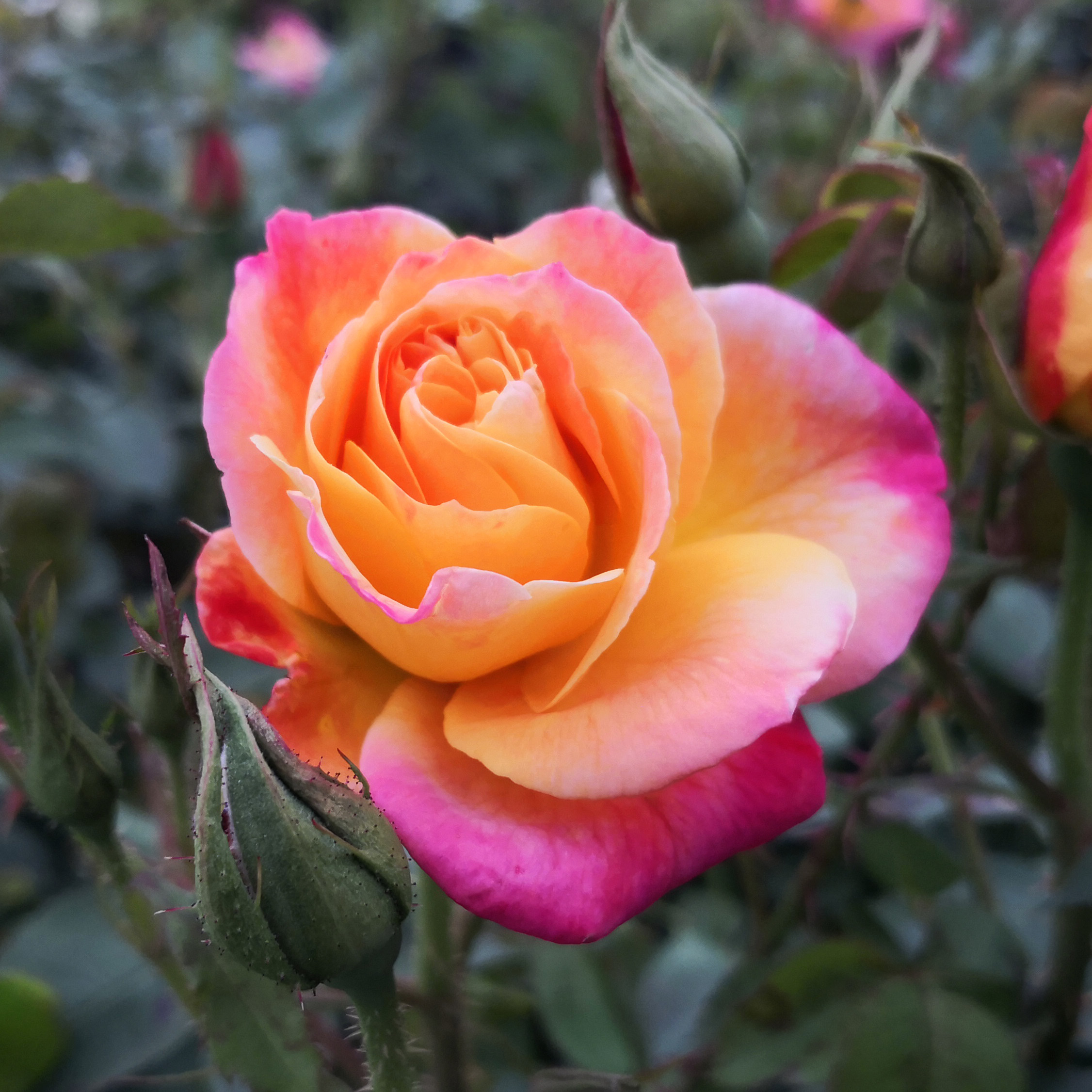 Rosal 'Joseph's Coat' : venta Rosal 'Joseph's Coat' / Rosa Joseph s Coat