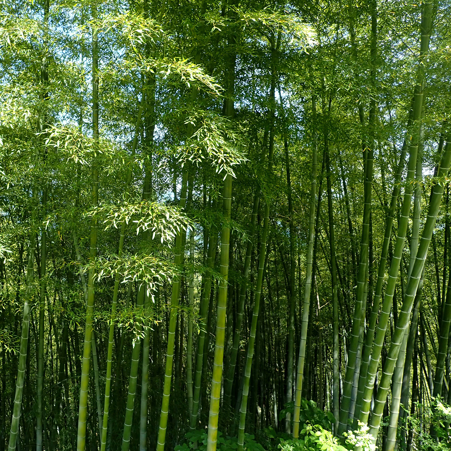 Bambú Moso : venta Bambú Moso / Phyllostachys pubescens (edulis)