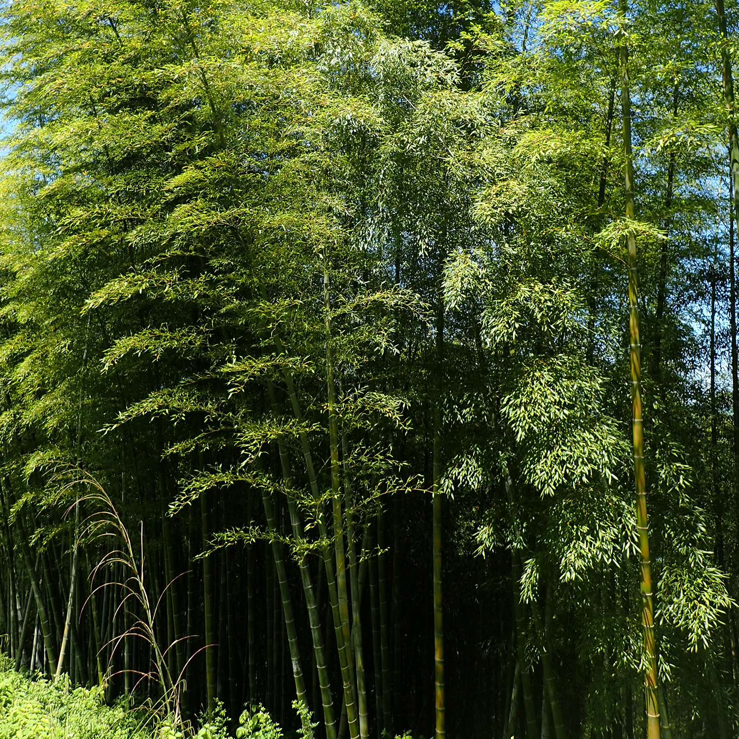 Bambú Moso : venta Bambú Moso / Phyllostachys pubescens (edulis)