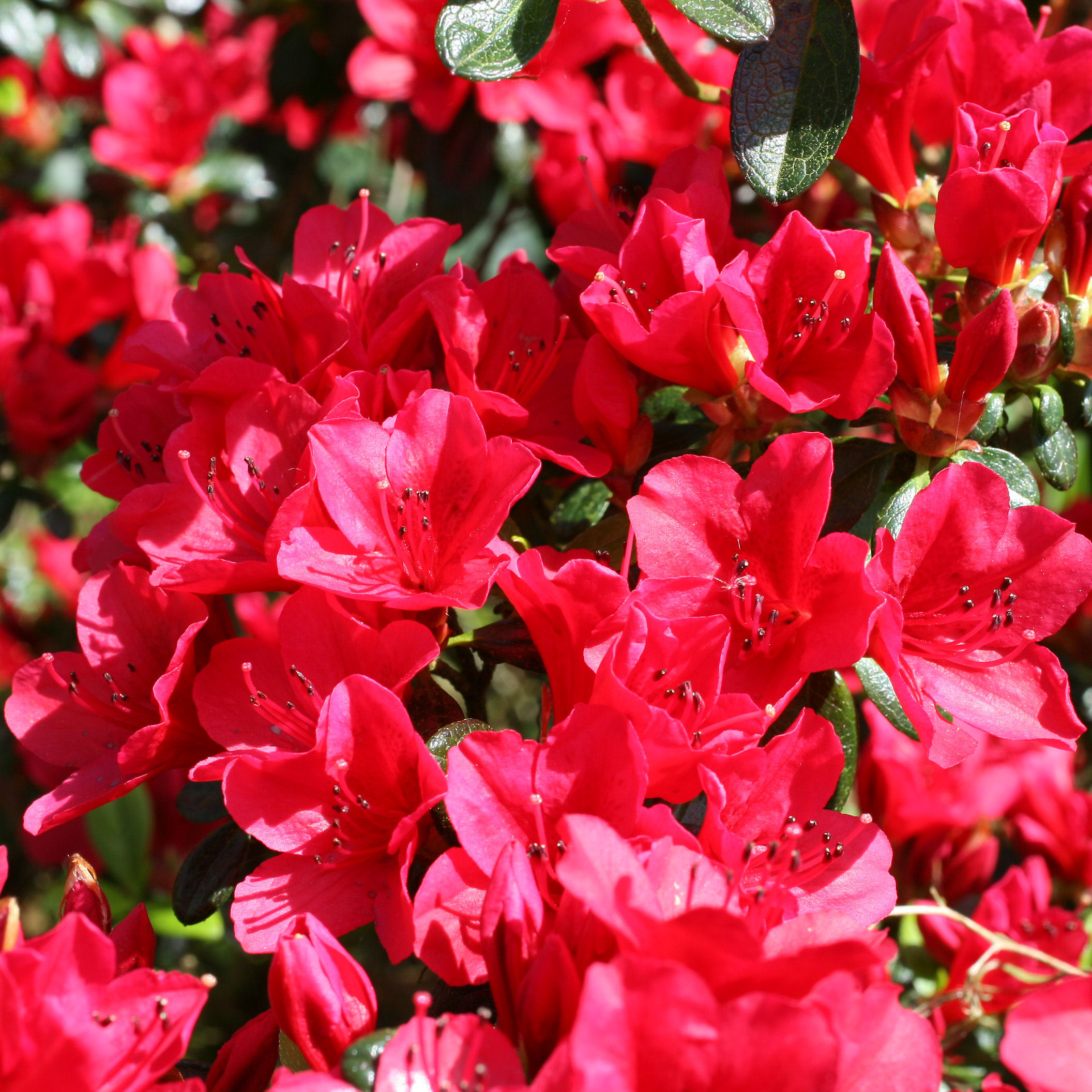 Azalea japonesa 'Ward's Ruby' : venta Azalea japonesa 'Ward's Ruby ...