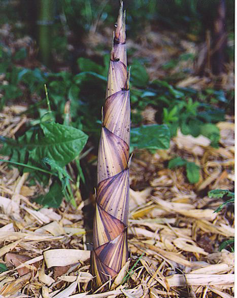 Bambú Phyllostachys decora : venta Bambú Phyllostachys decora ...